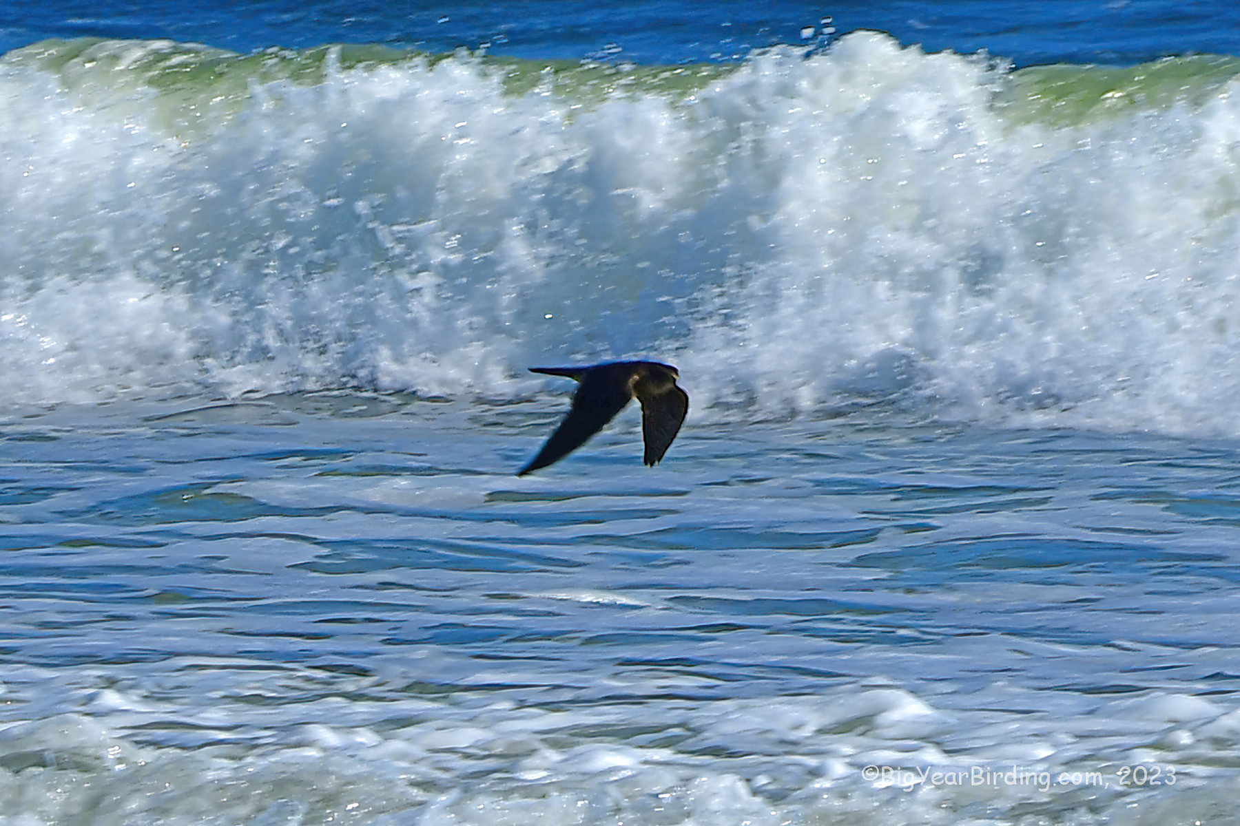 Peregrine Falcon Shuffling the Deck - Big Year Birding