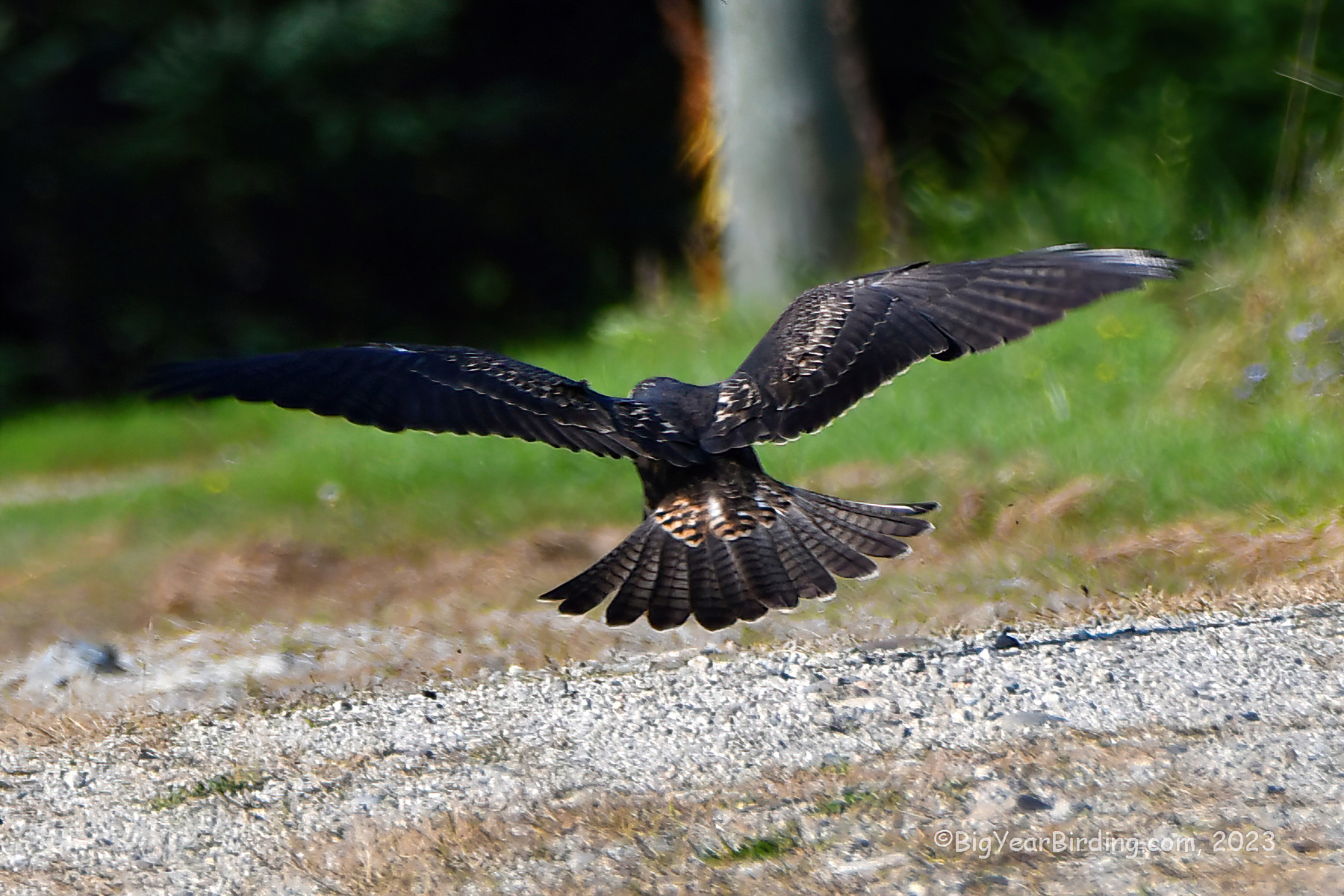 Swainson’s Hawk in Maine - Big Year Birding