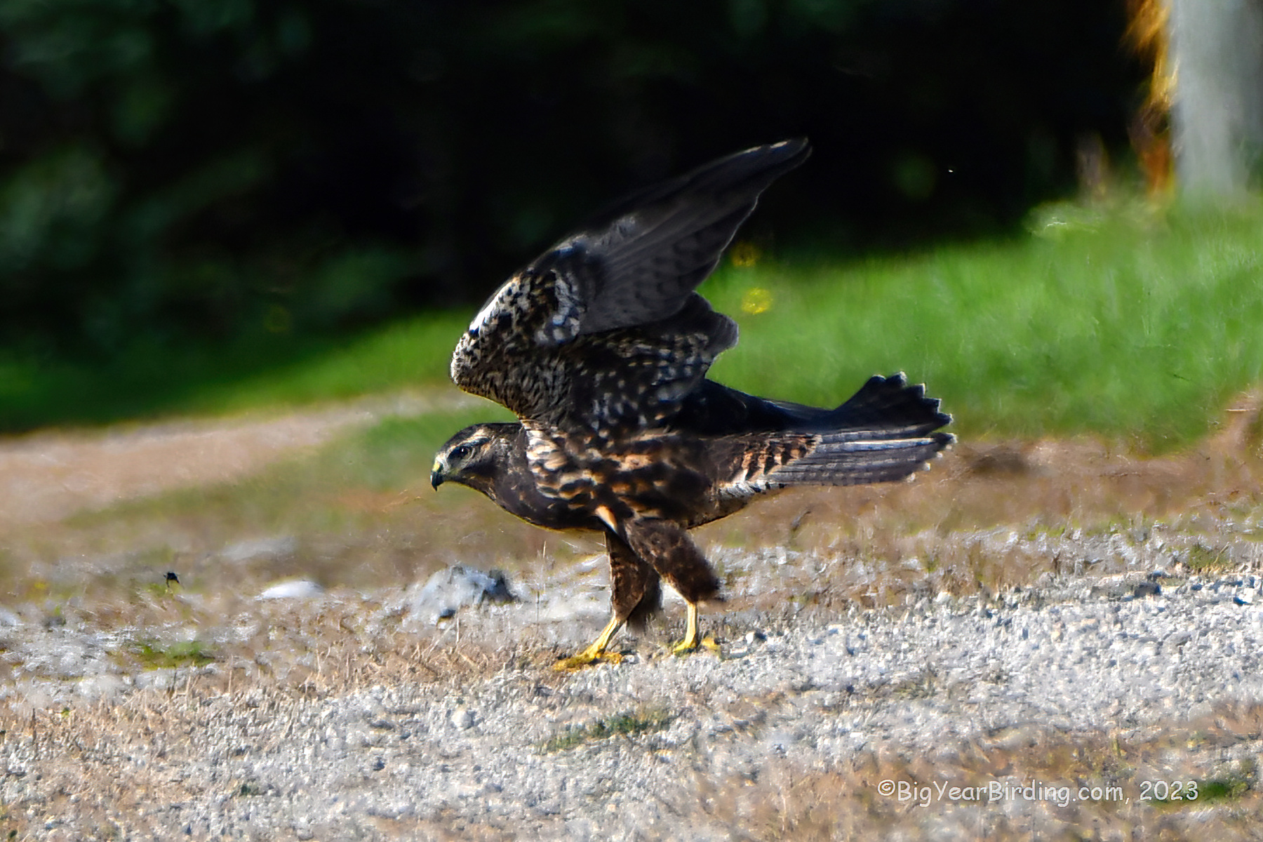 Swainson’s Hawk in Maine - Big Year Birding