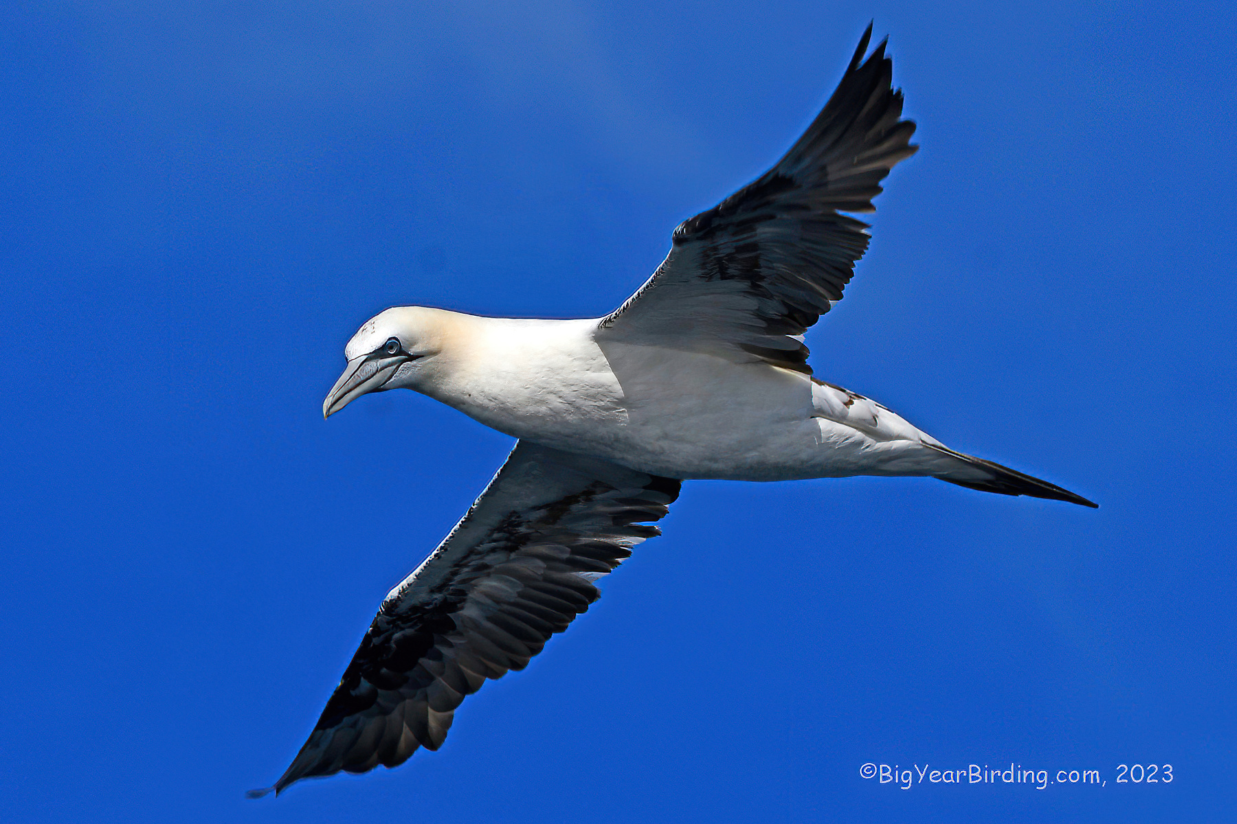 Cashes Ledge Pelagic - Big Year Birding