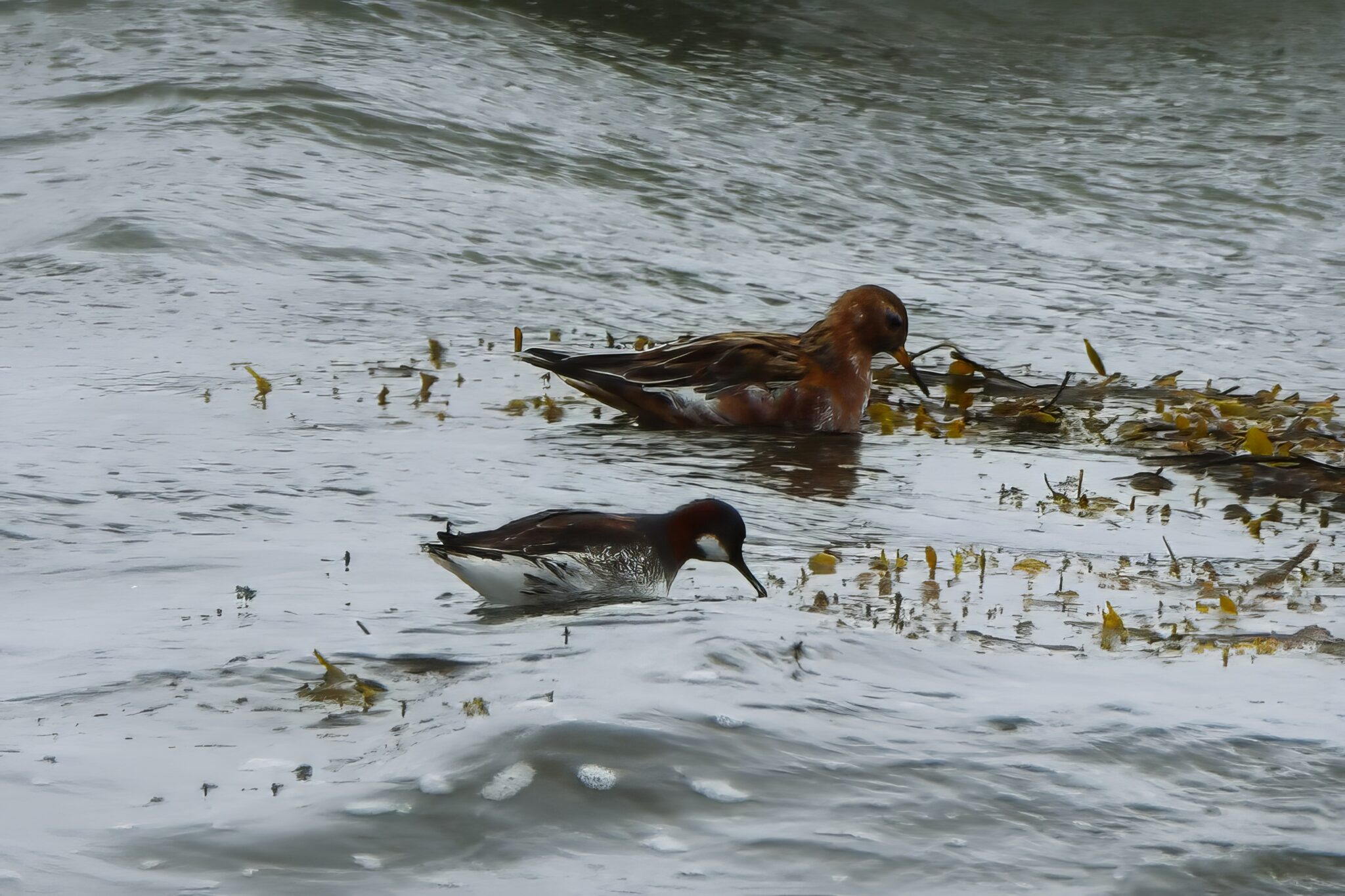 The Odd Couple - Big Year Birding