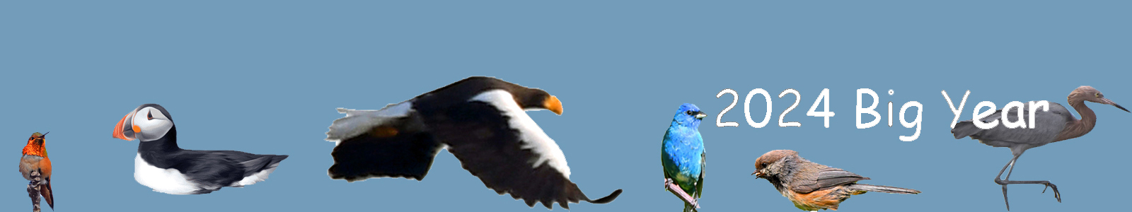 Home - Big Year Birding
