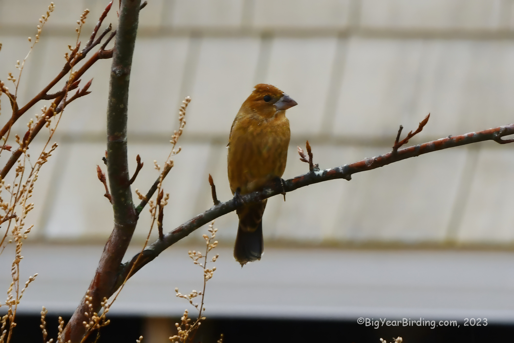 Blue Grosbeak - Ingrid's 300th Maine Bird of the Year - Big Year Birding