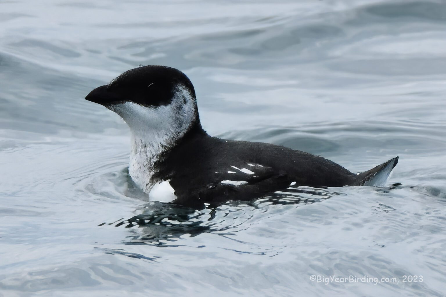 Day of the Dovekie - Big Year Birding