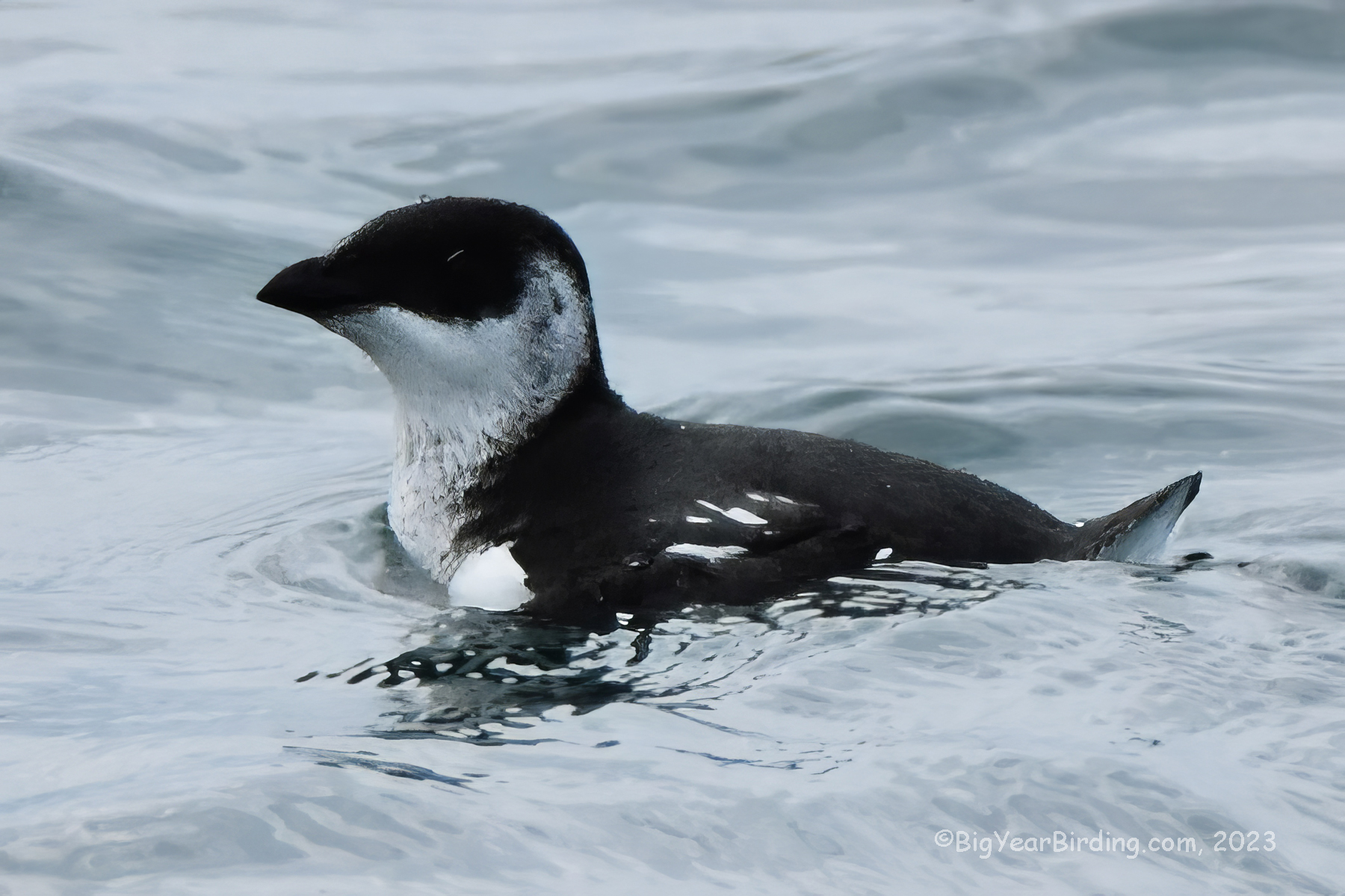 Day of the Dovekie - Big Year Birding