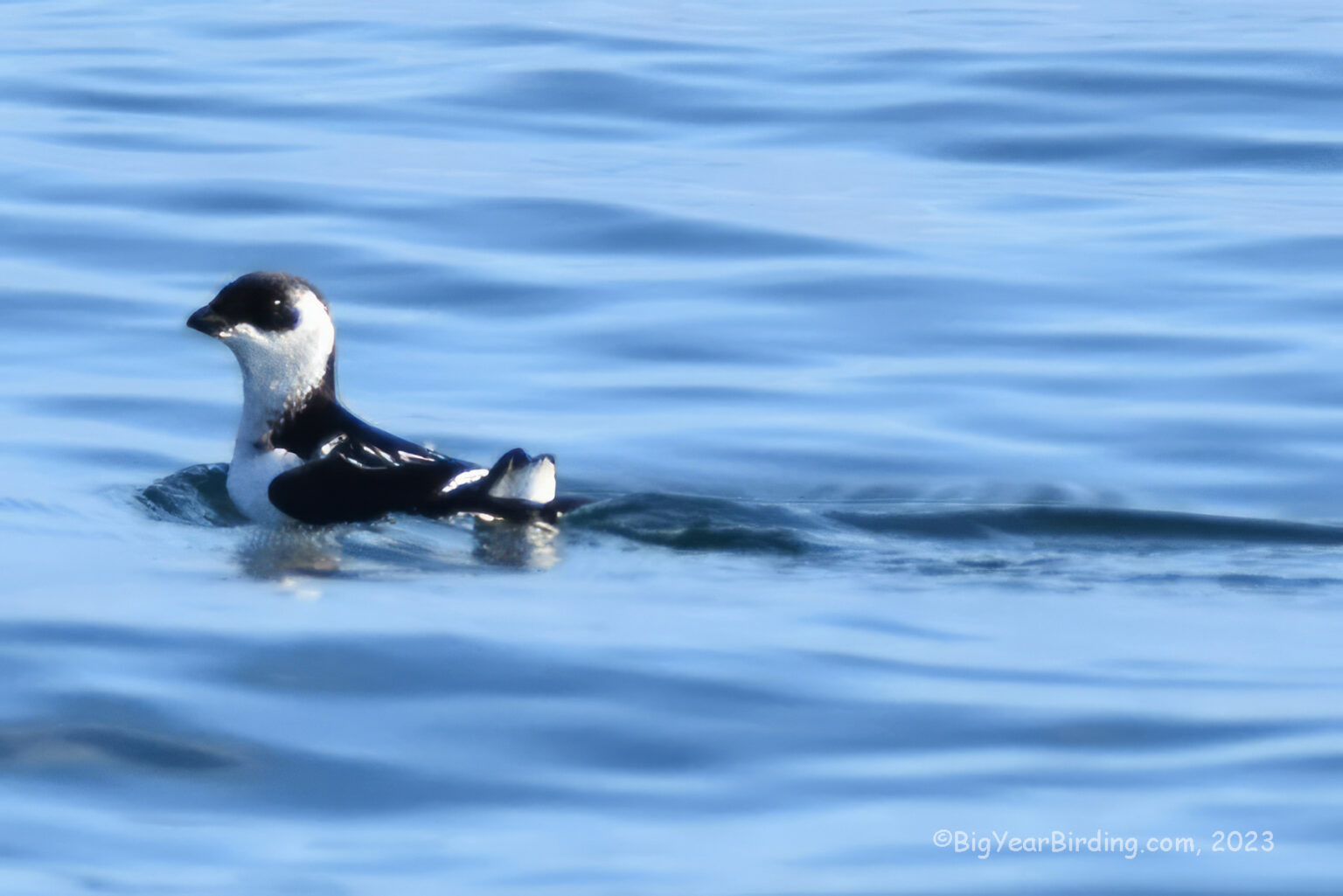 Day of the Dovekie - Big Year Birding