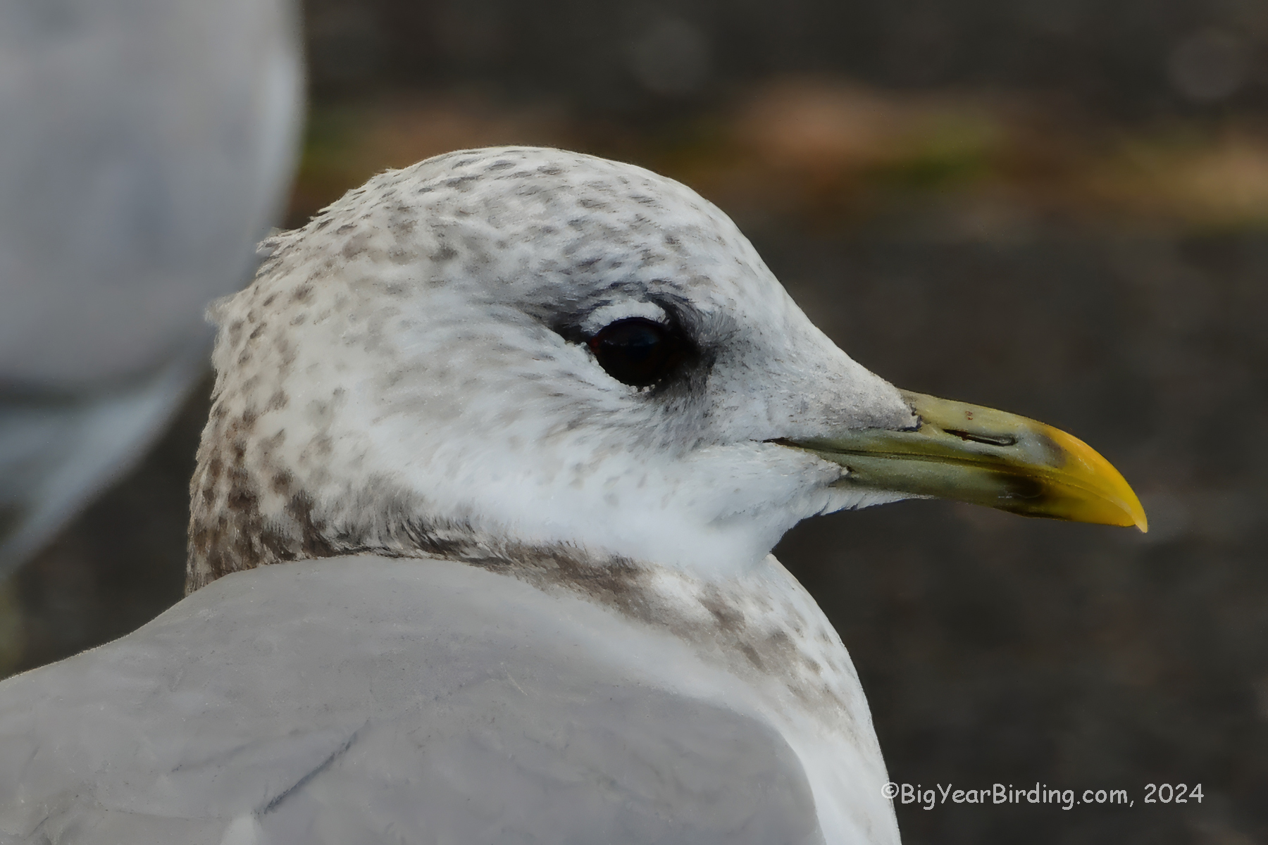 Common Gull - Big Year Birding