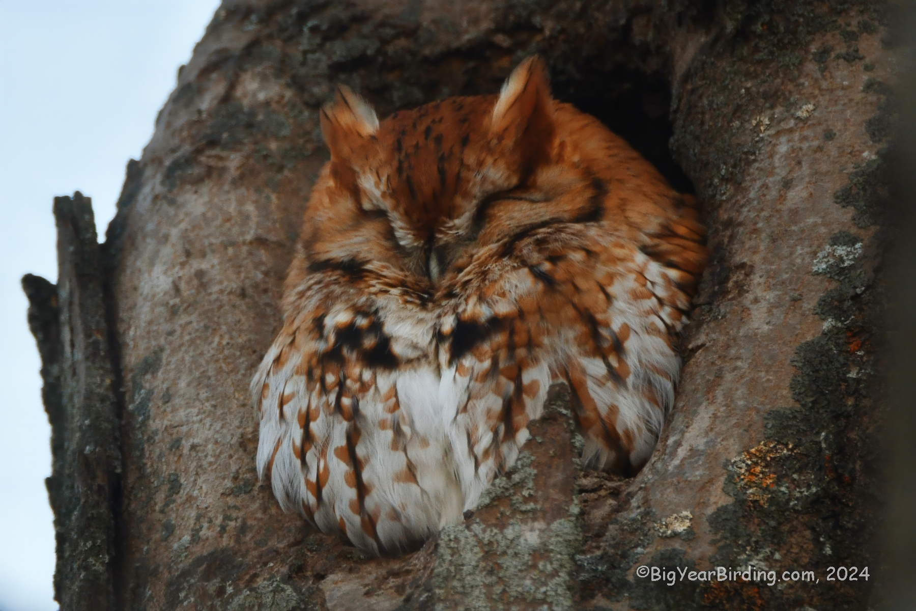 And So It Begins . . . With a little help from Owls - Big Year Birding