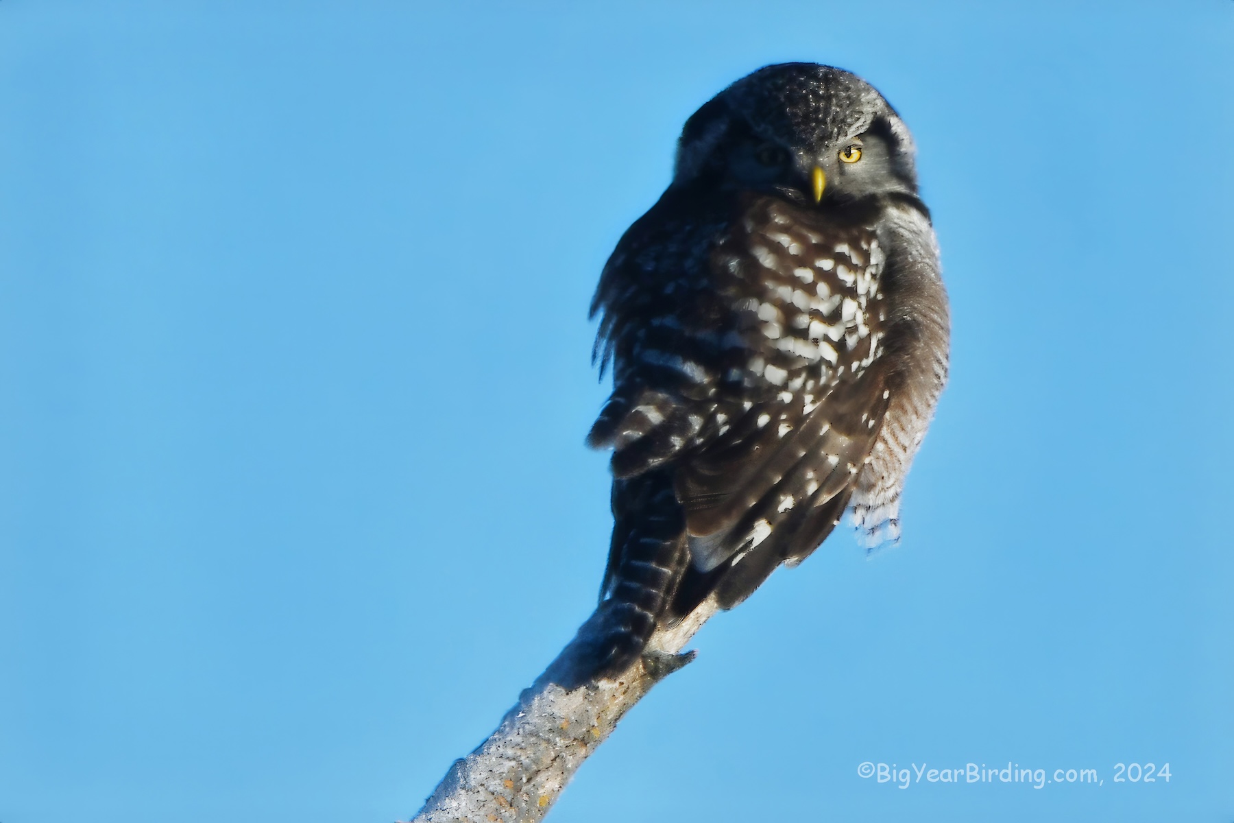 Northern Hawk Owl - Big Year Birding