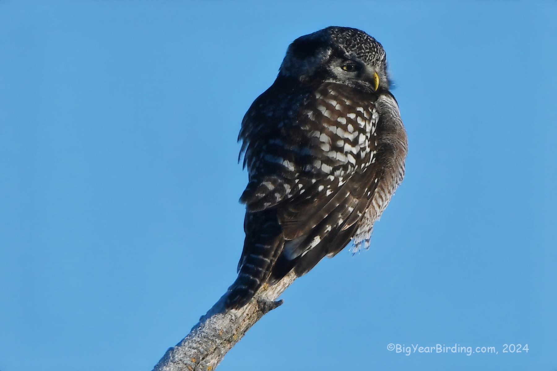 Northern Hawk Owl - Big Year Birding