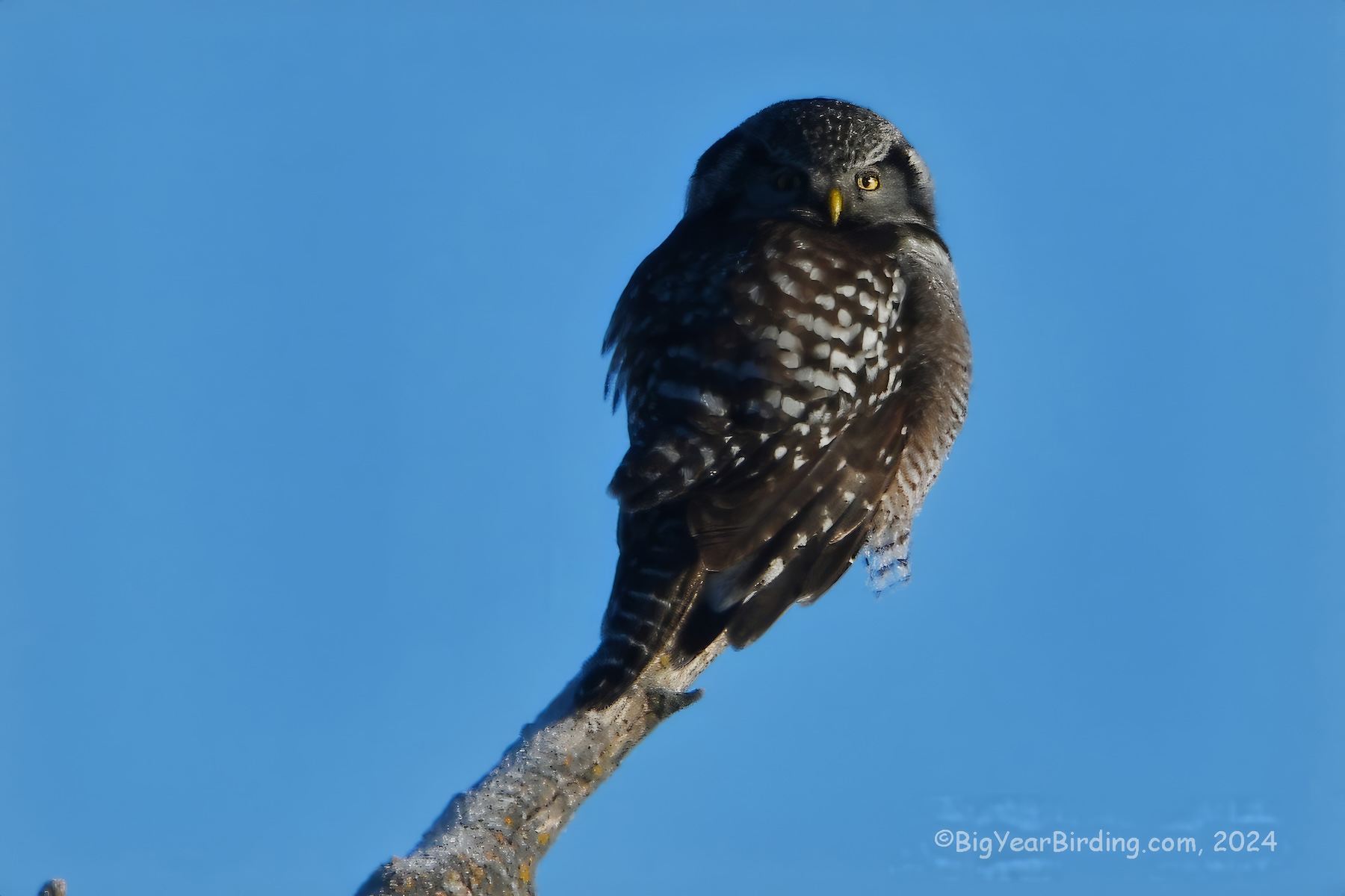 Northern Hawk Owl - Big Year Birding