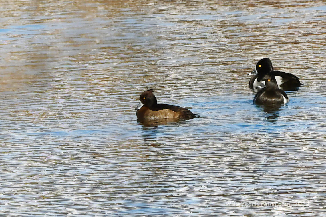 Tufted Duck - Big Year Birding