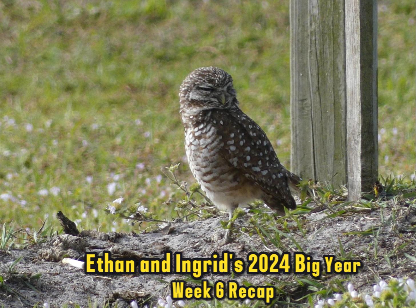 Ethan and Ingrid's 2024 Big Year (Week 6) - Big Year Birding