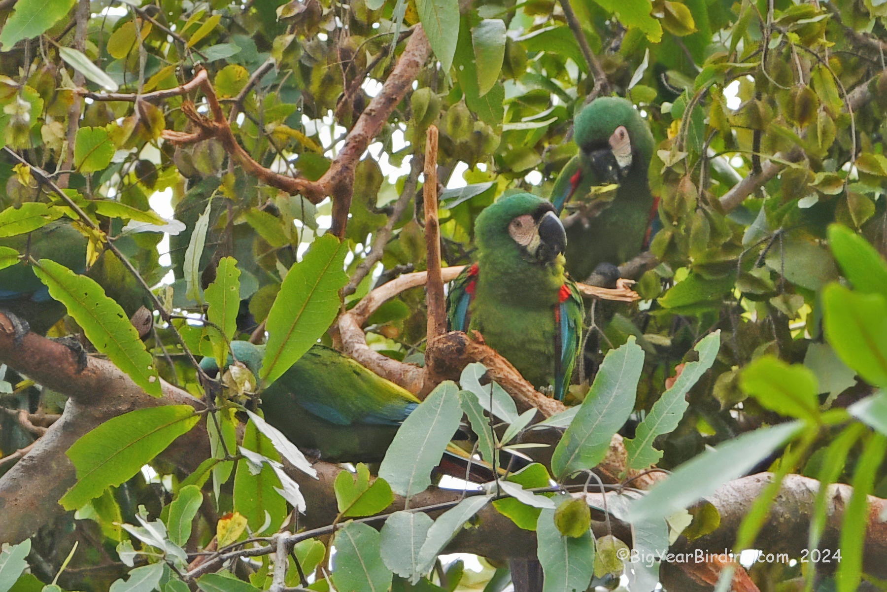 Miami Exotics - Big Year Birding