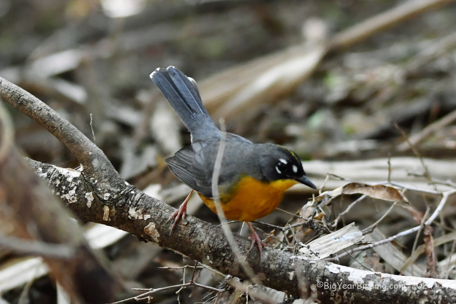 2024 Big Year (48 States) Gallery - Big Year Birding