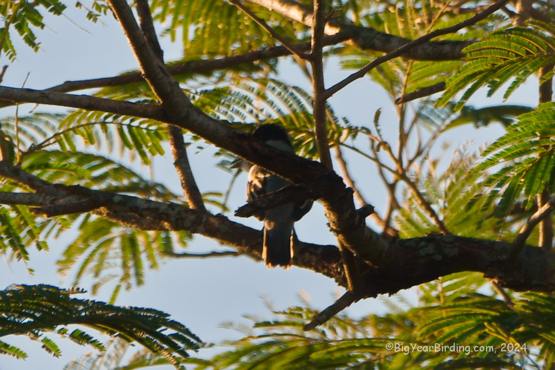 Gray-collared Becard - Big Year Birding