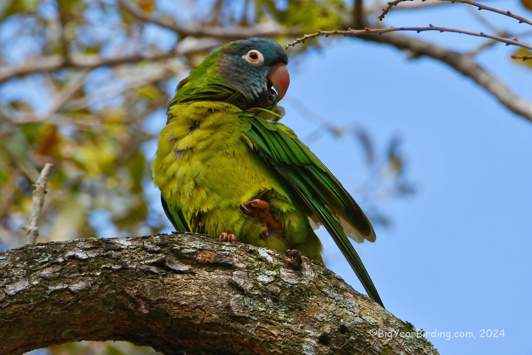 Blue-crowned Parakeet - Big Year Birding