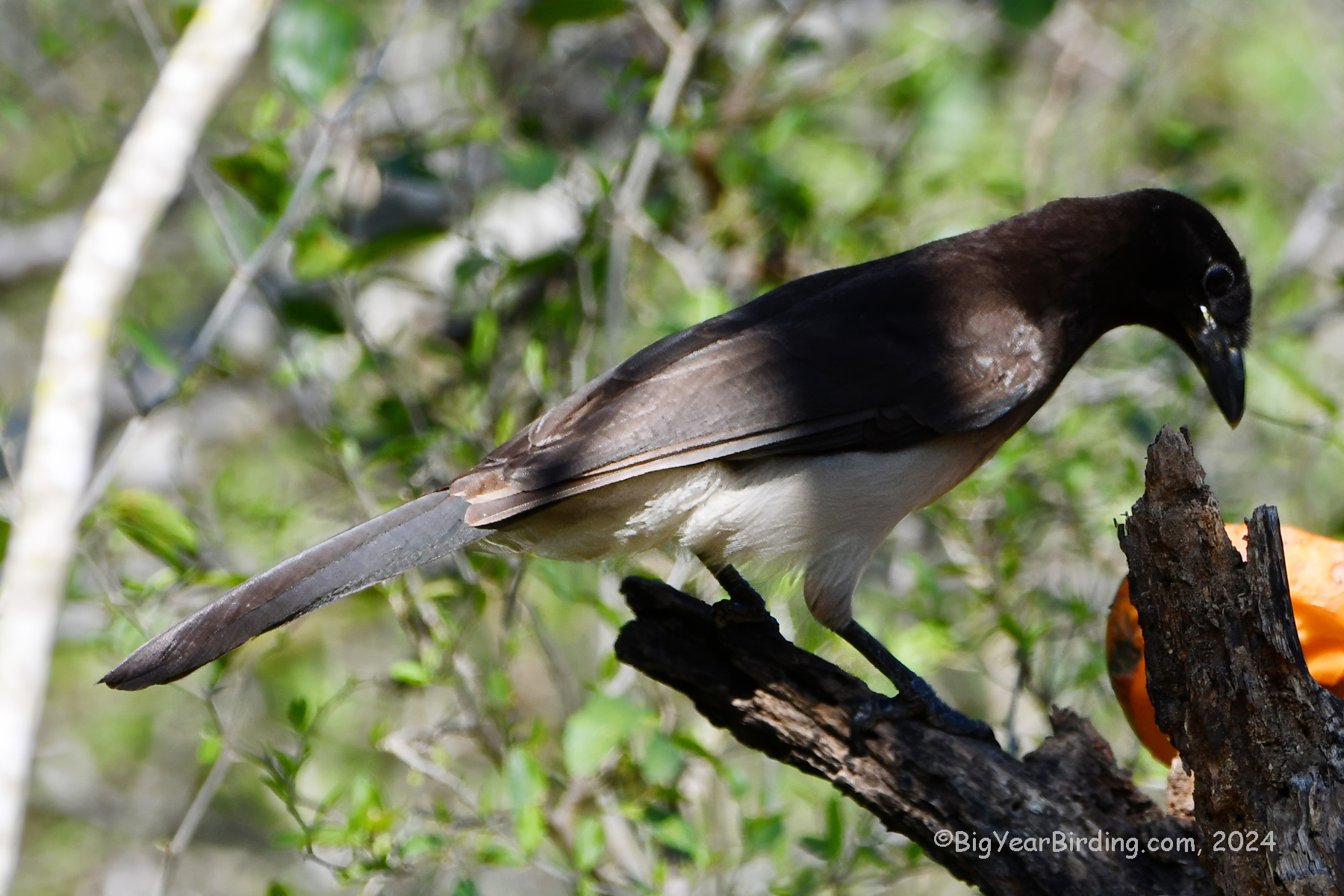 Brown Jay - Big Year Birding