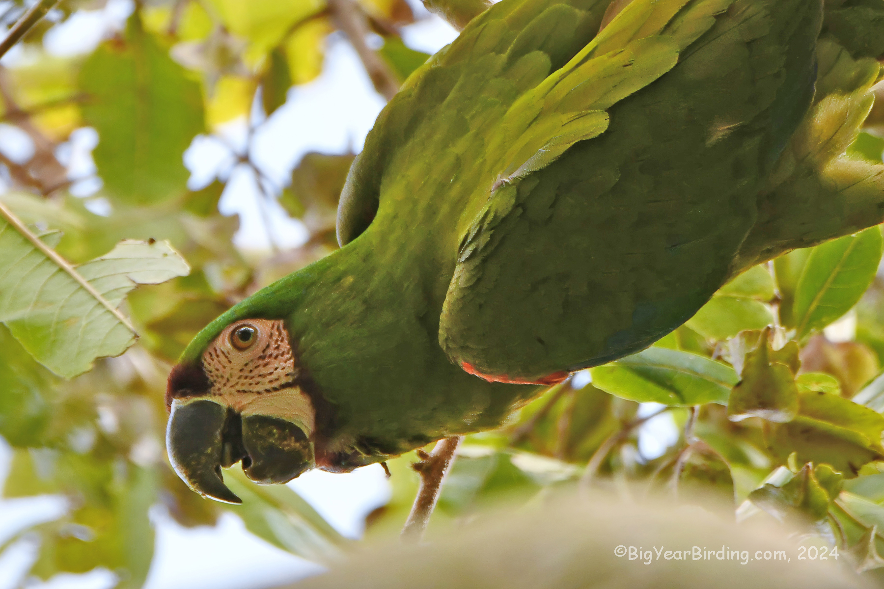 Chestnut-fronted Macaw - Big Year Birding