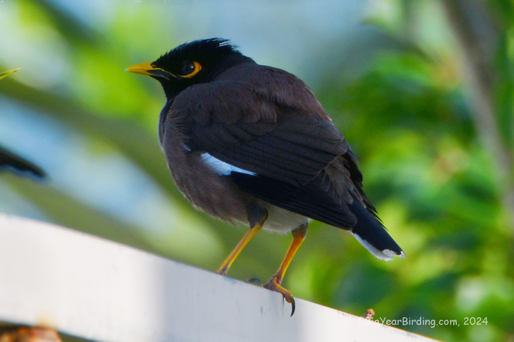Common Myna - Big Year Birding
