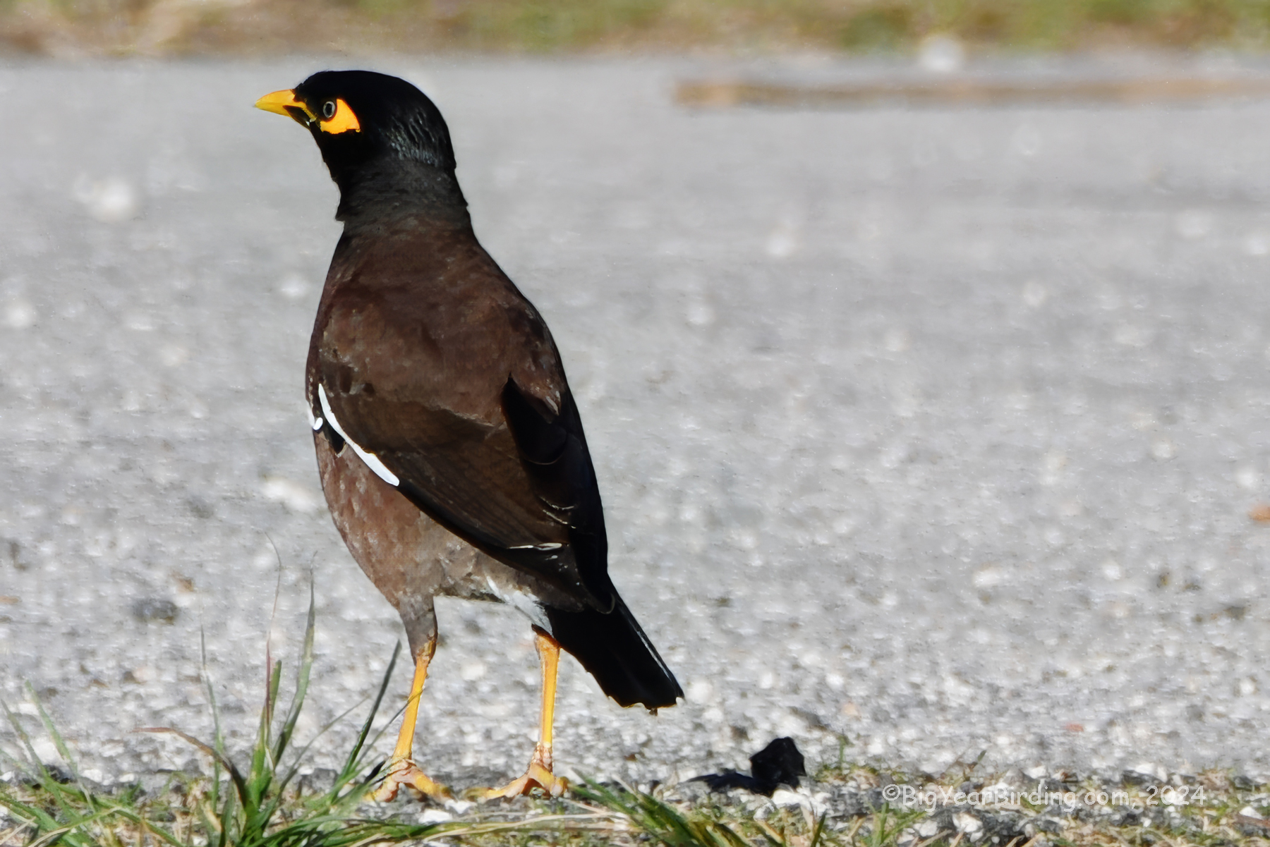 Common Myna - Big Year Birding