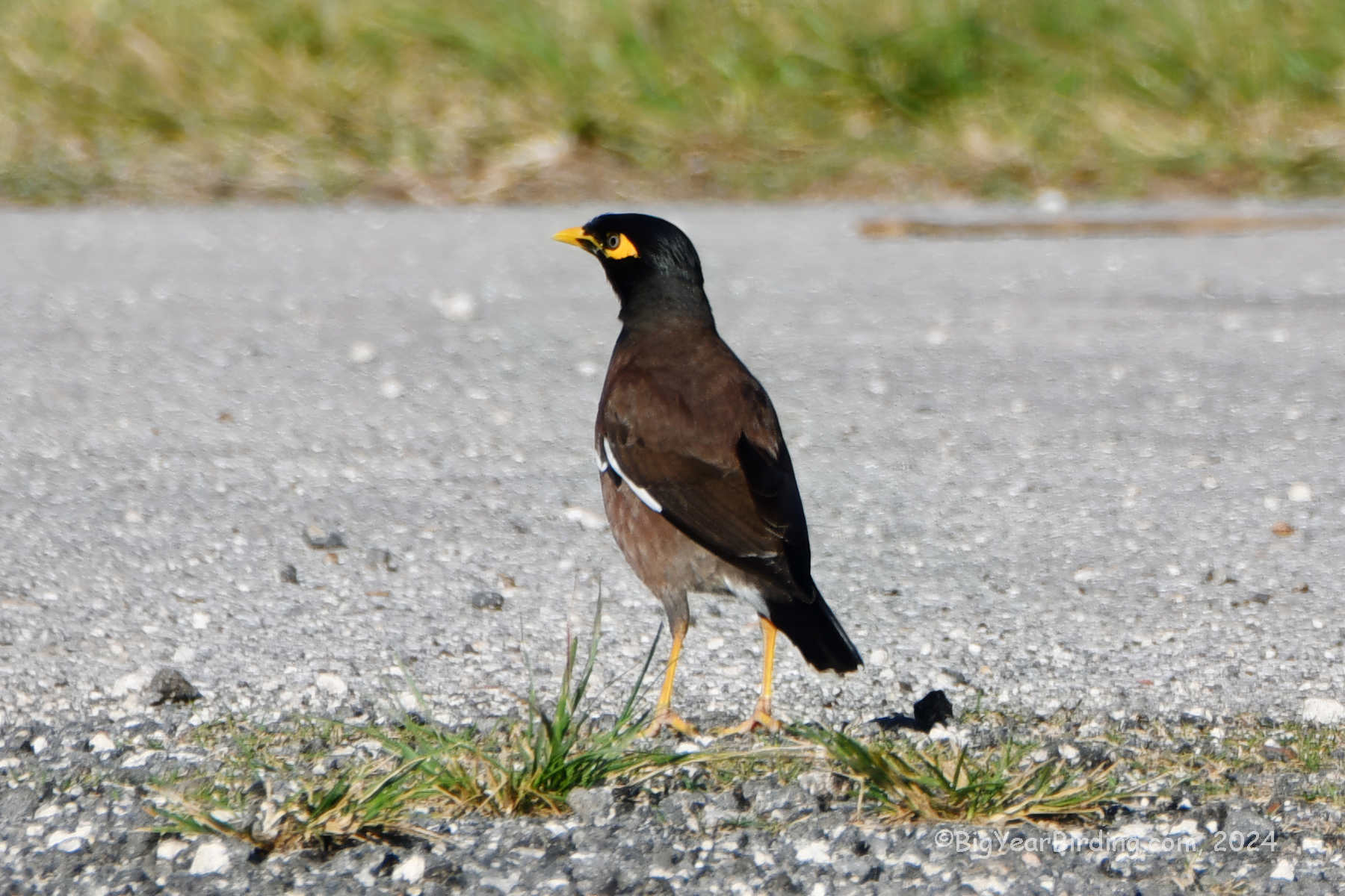 Common Myna - Big Year Birding