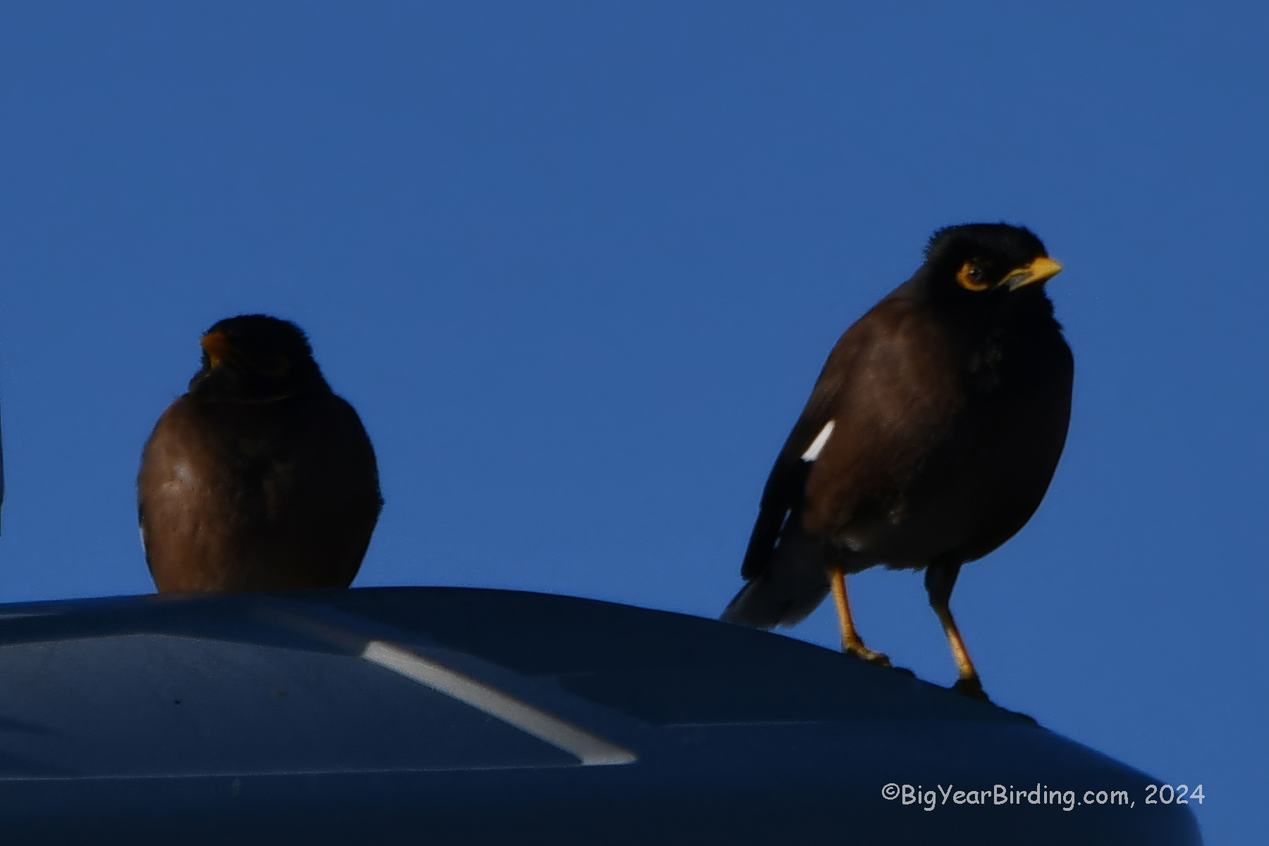 Common Myna - Big Year Birding