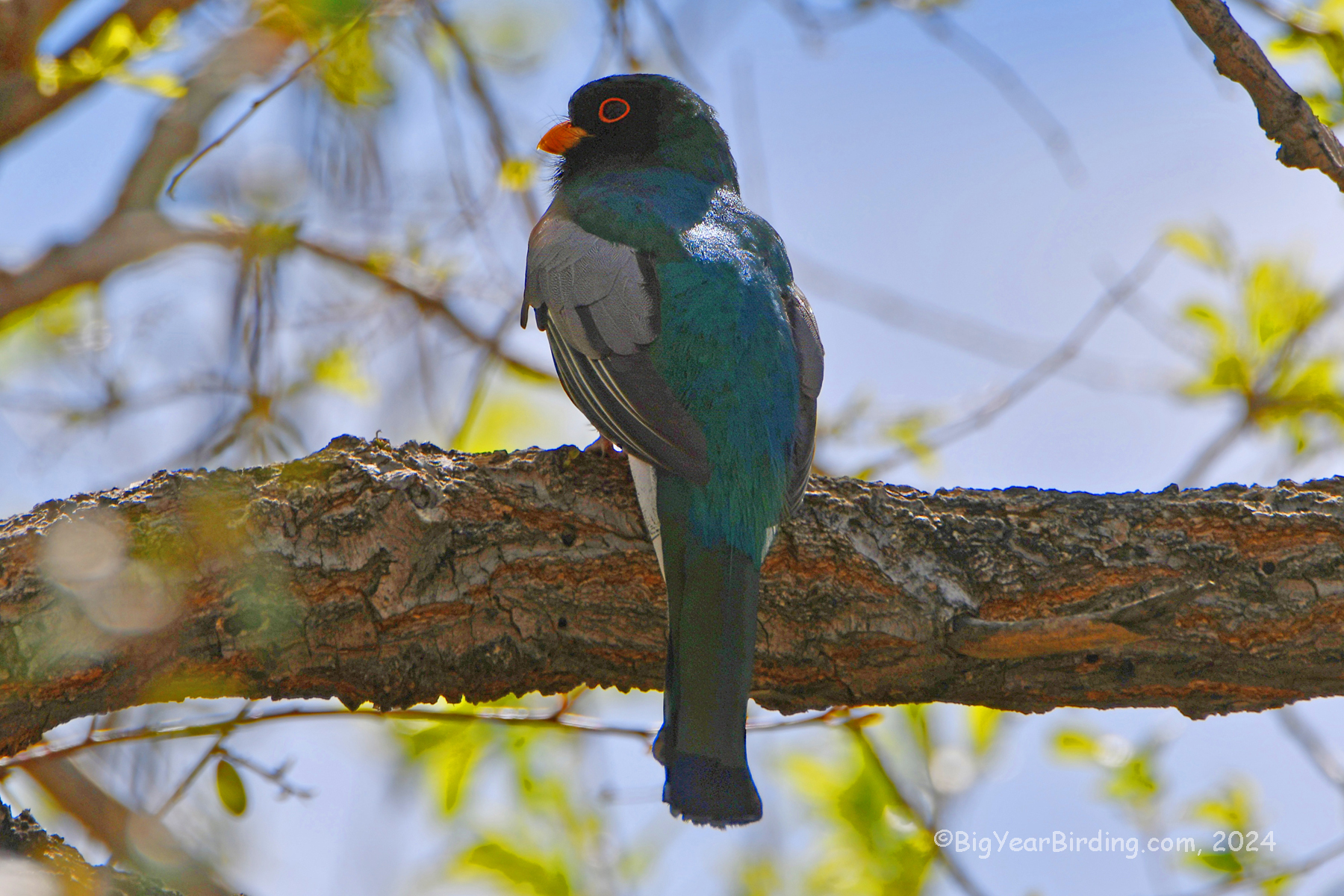 Elegant Trogon - Big Year Birding