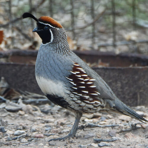 2024 Big Year (48 States) Gallery - Big Year Birding