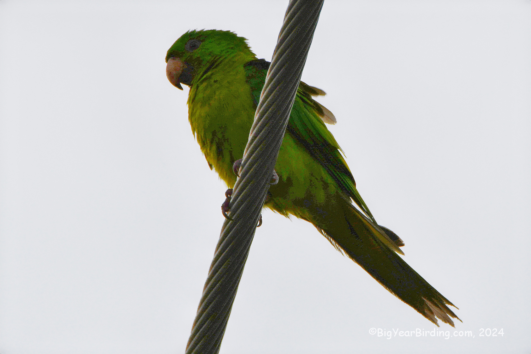 Green Parakeet - Big Year Birding