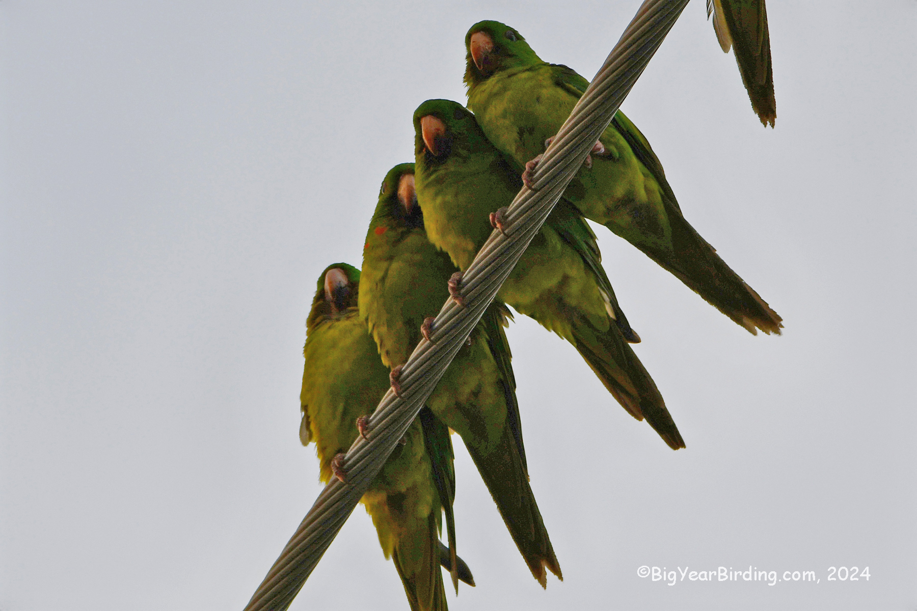 Green Parakeet - Big Year Birding