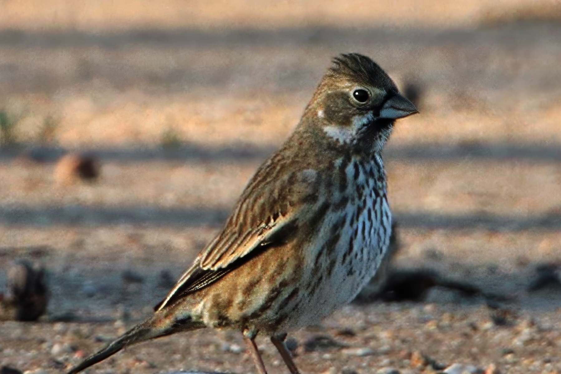 Lark Bunting - Big Year Birding