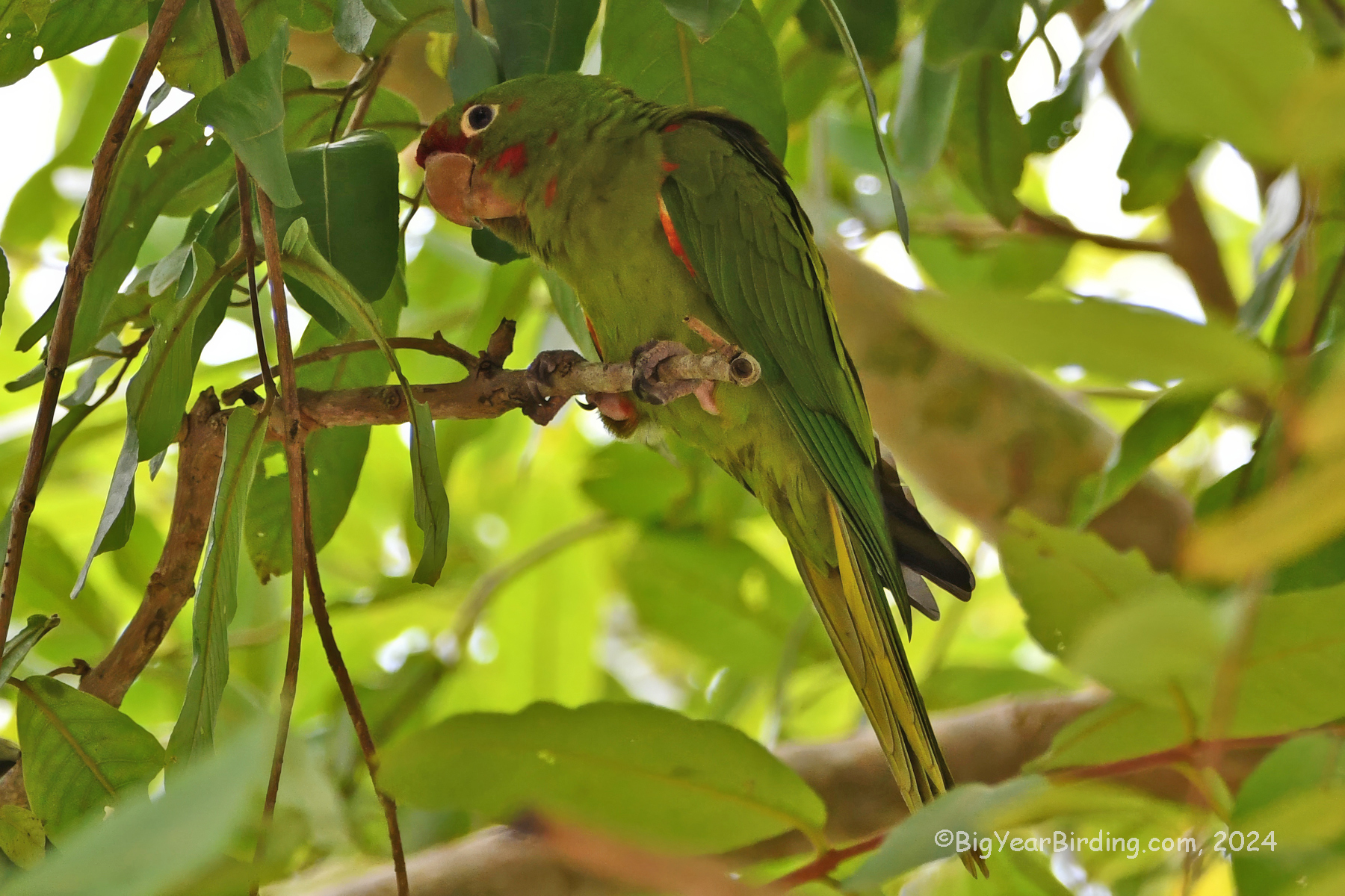 Mitred Parakeet - Big Year Birding
