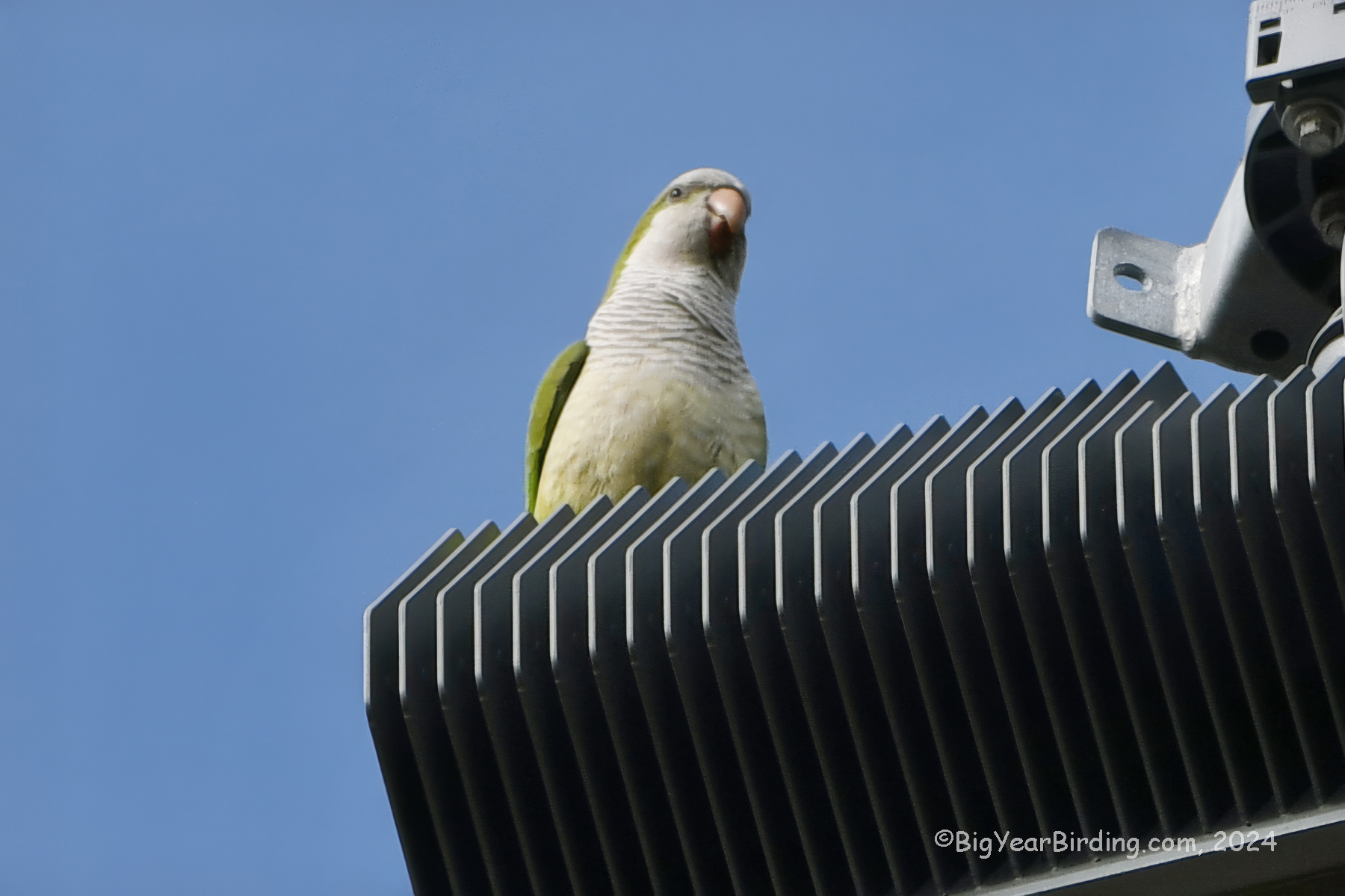 Monk Parakeet - Big Year Birding