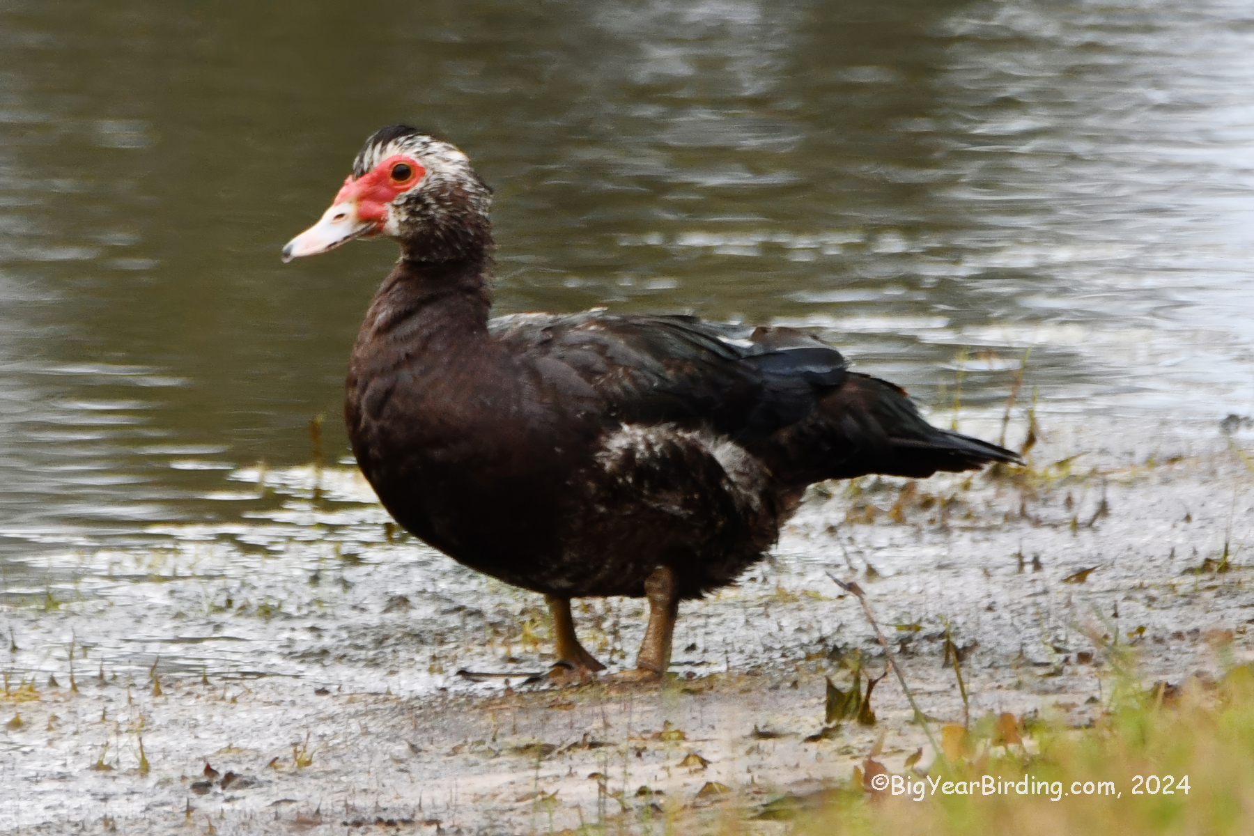 Muscovy Duck - Big Year Birding