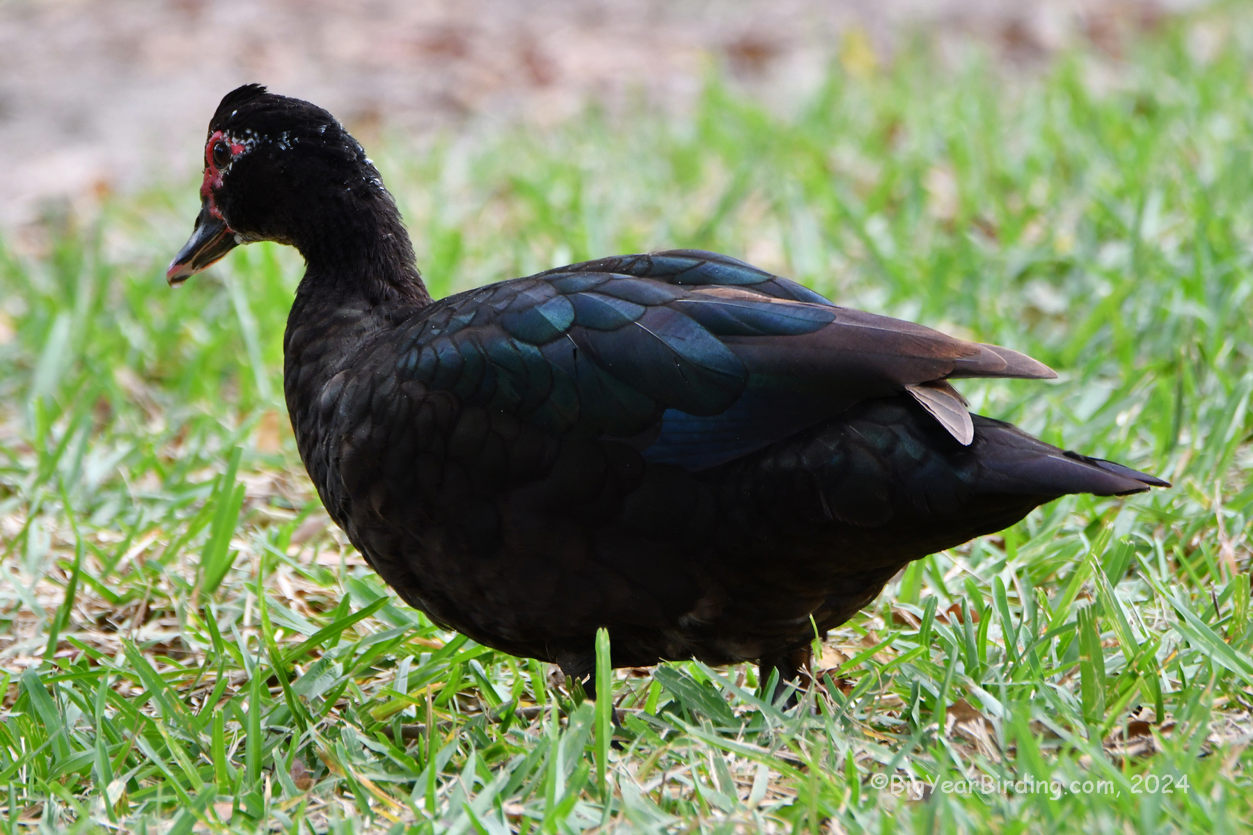 Muscovy Duck - Big Year Birding