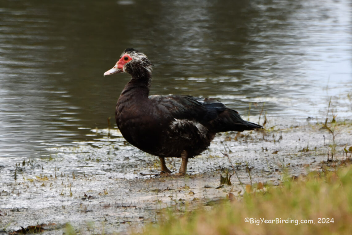 Muscovy Duck - Big Year Birding