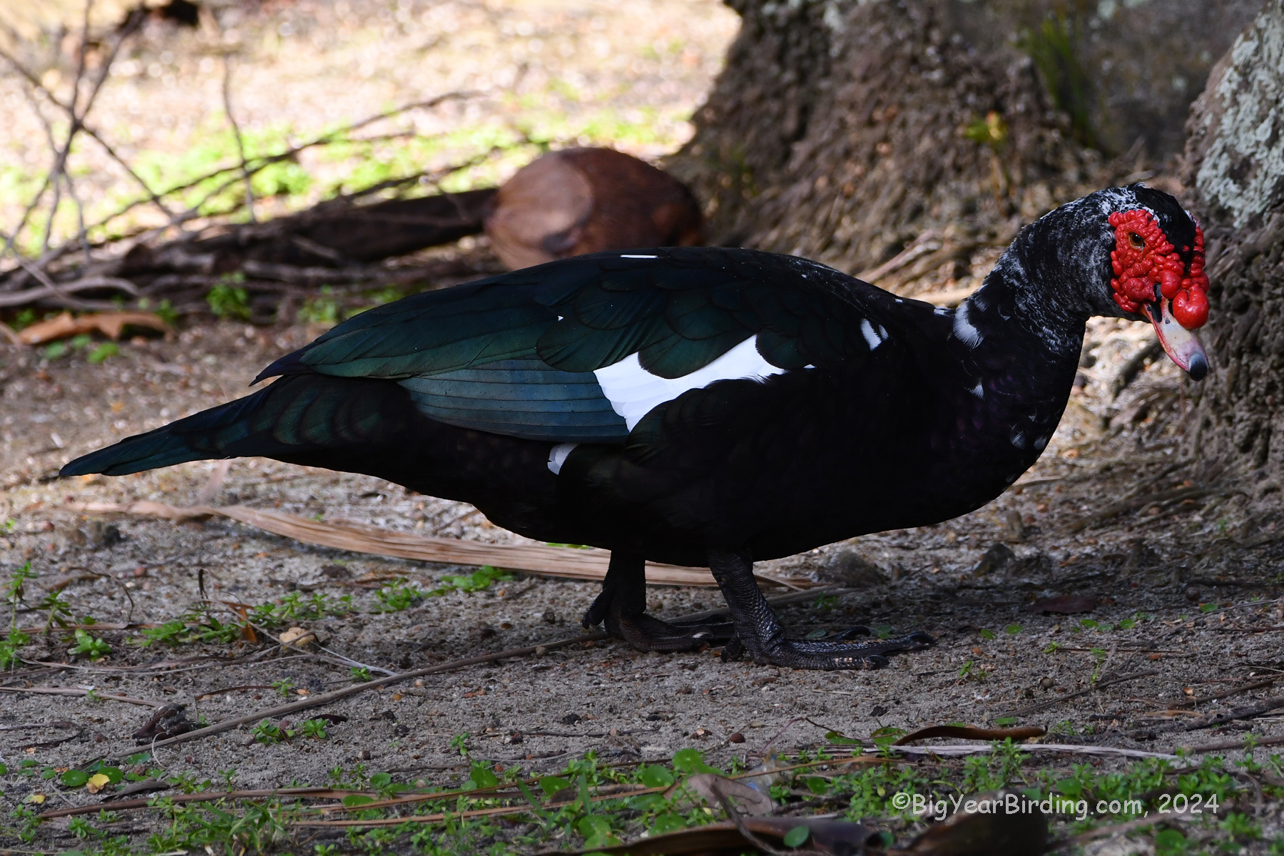 Muscovy Duck - Big Year Birding