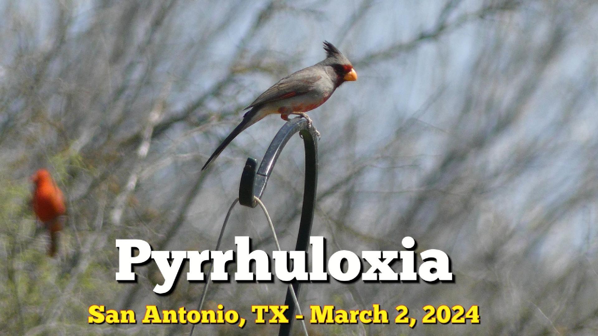 Pyrrhuloxia - Big Year Birding