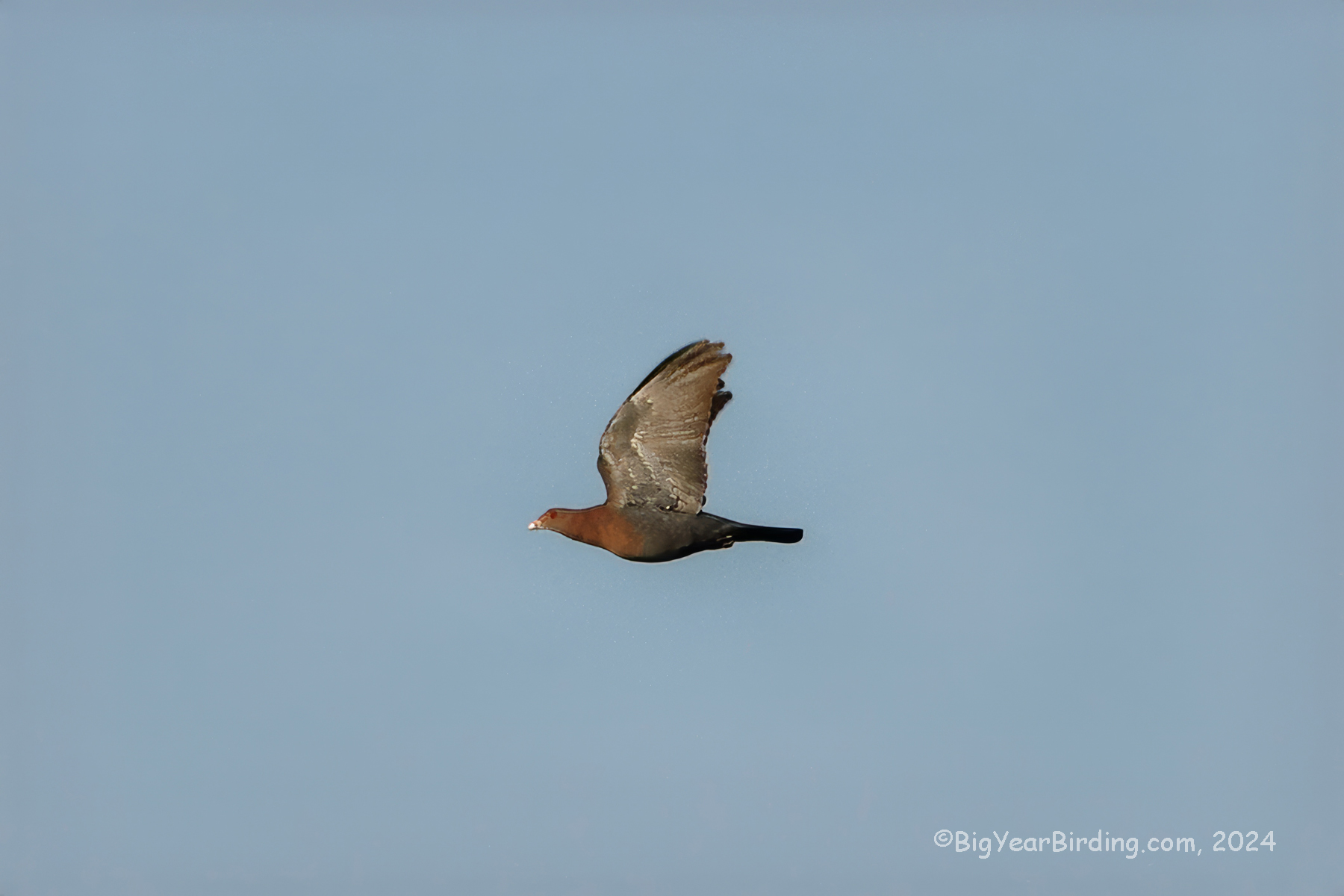 Red-billed Pigeon - Big Year Birding