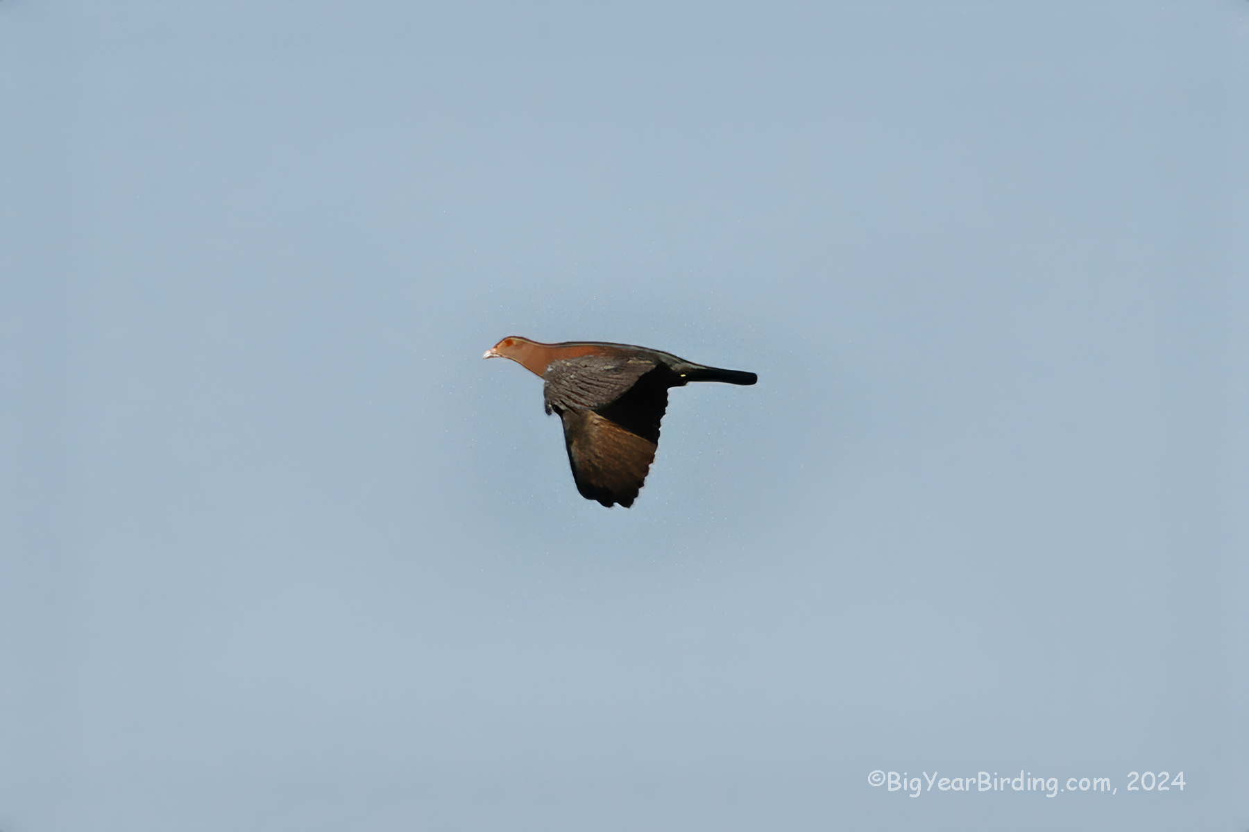 Red-billed Pigeon - Big Year Birding