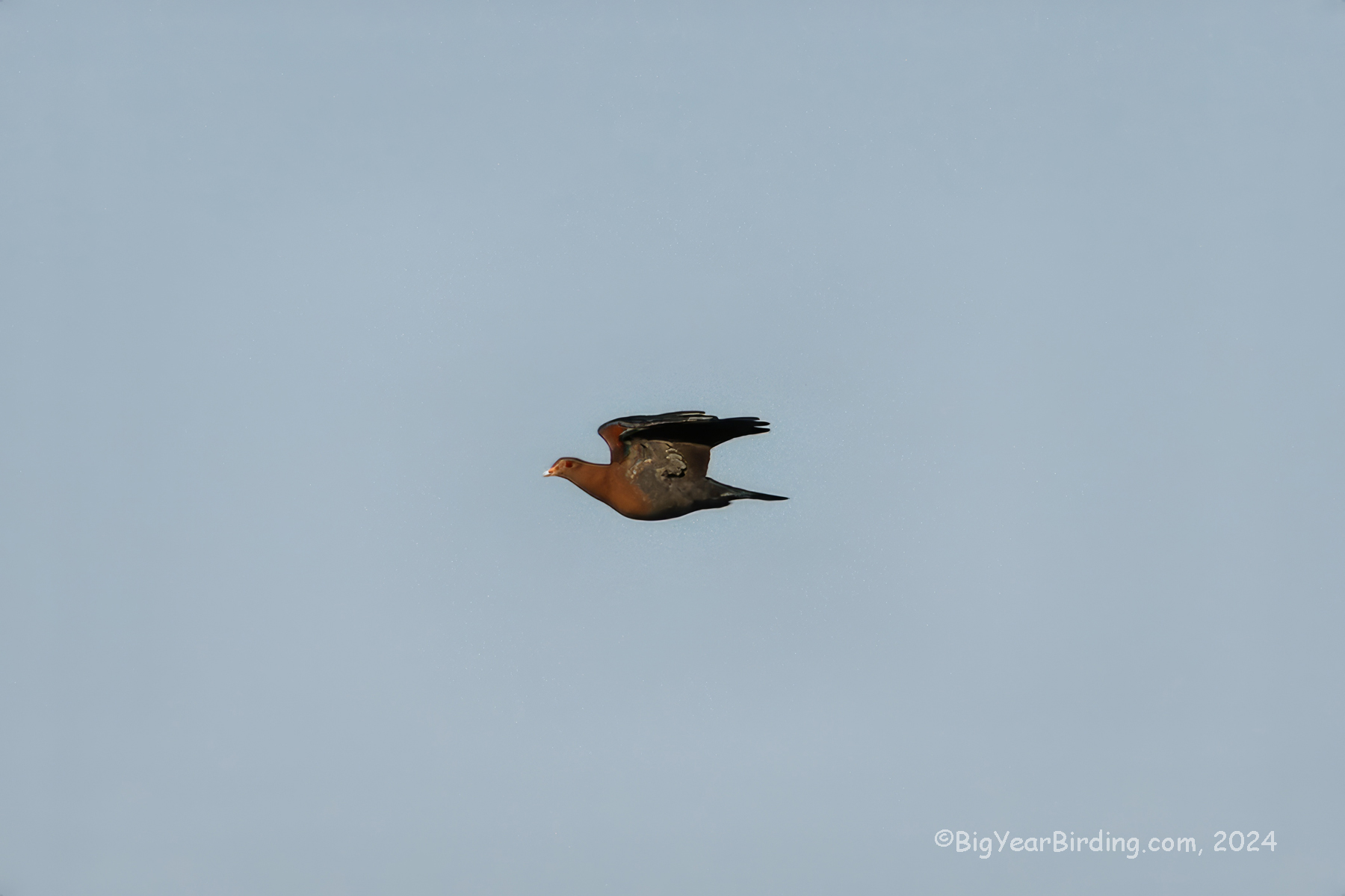 Red-billed Pigeon - Big Year Birding
