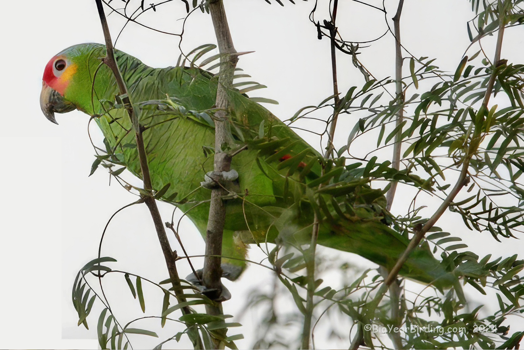 Red-lored Parrot - Big Year Birding