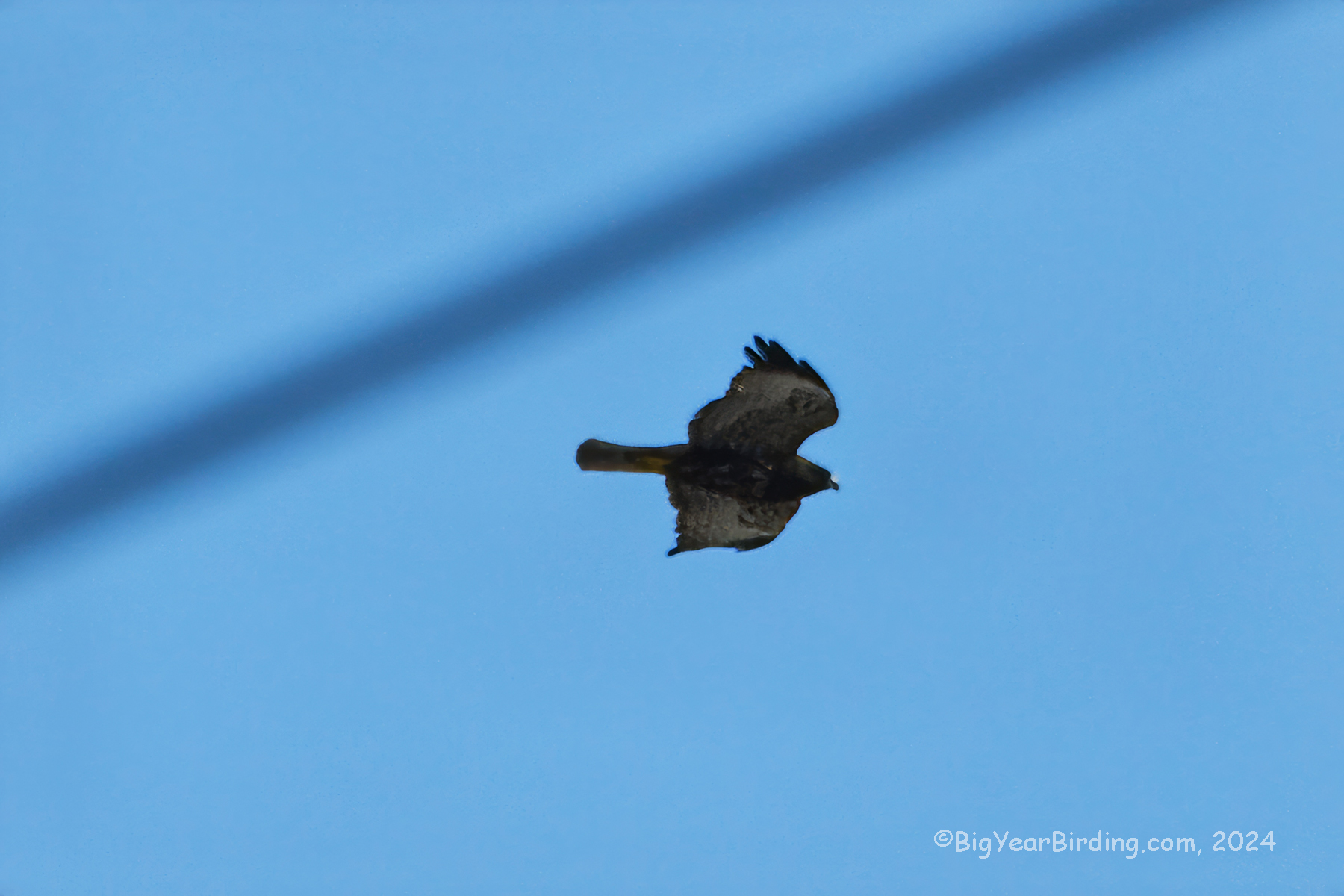Short-tailed Hawk - Big Year Birding