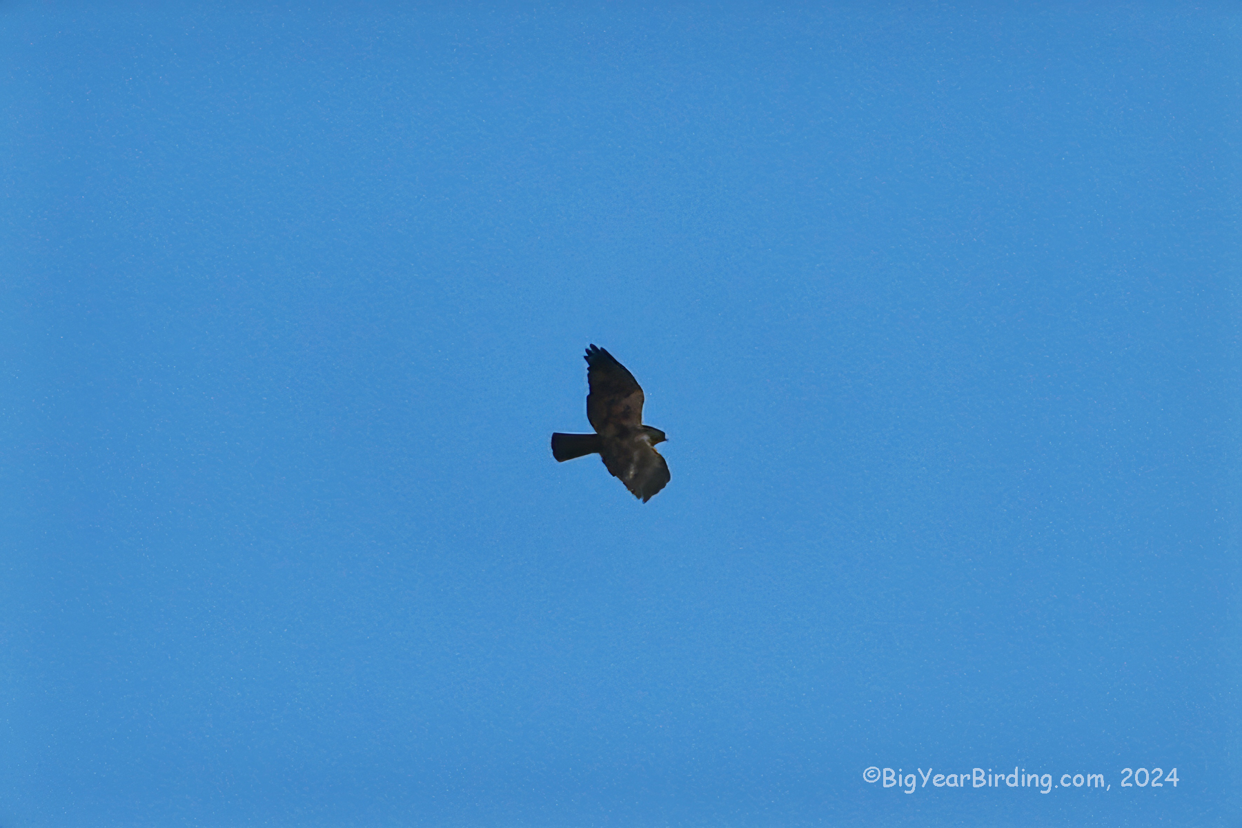 Short-tailed Hawk - Big Year Birding