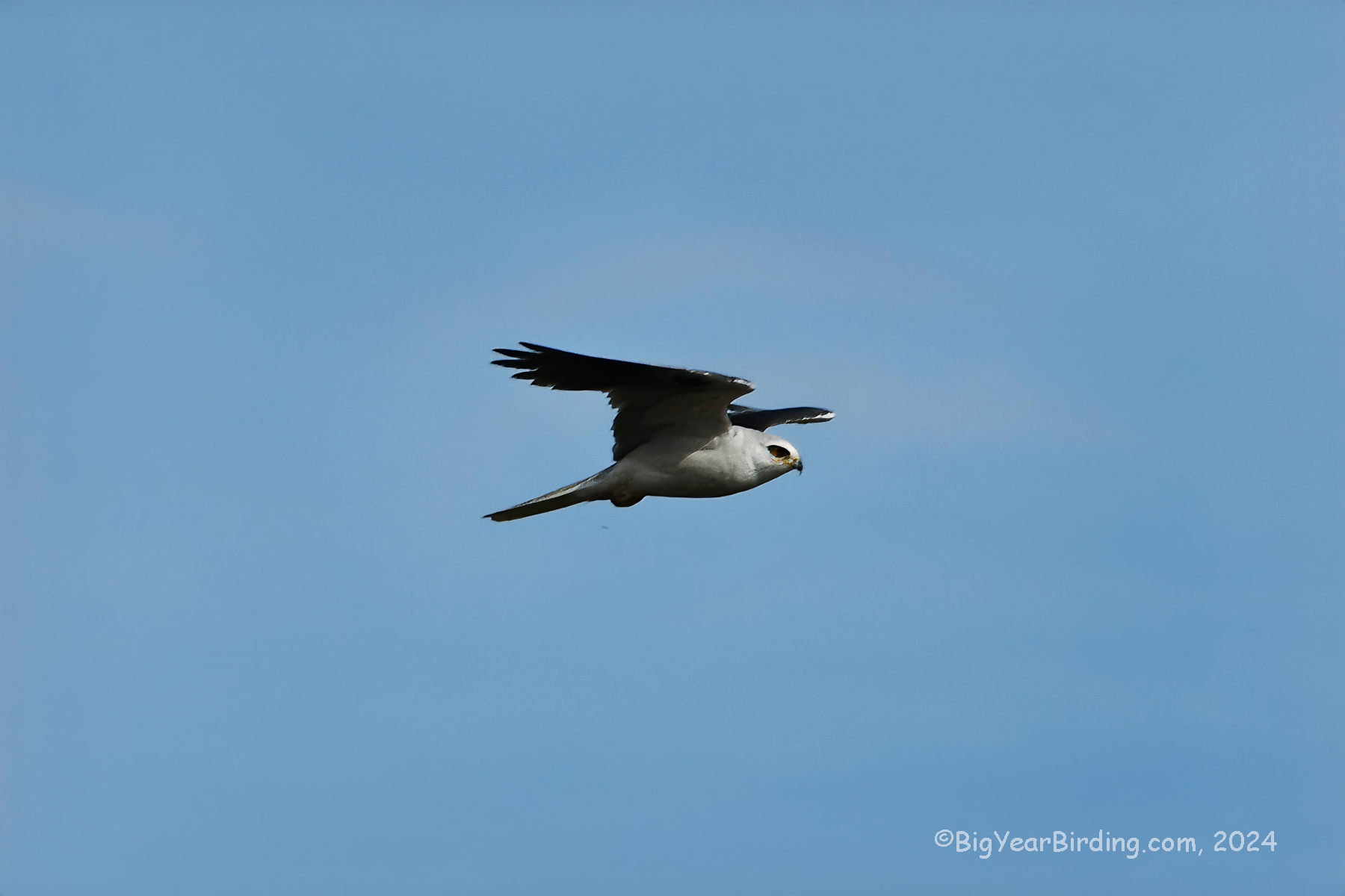 White-tailed Kite - Big Year Birding