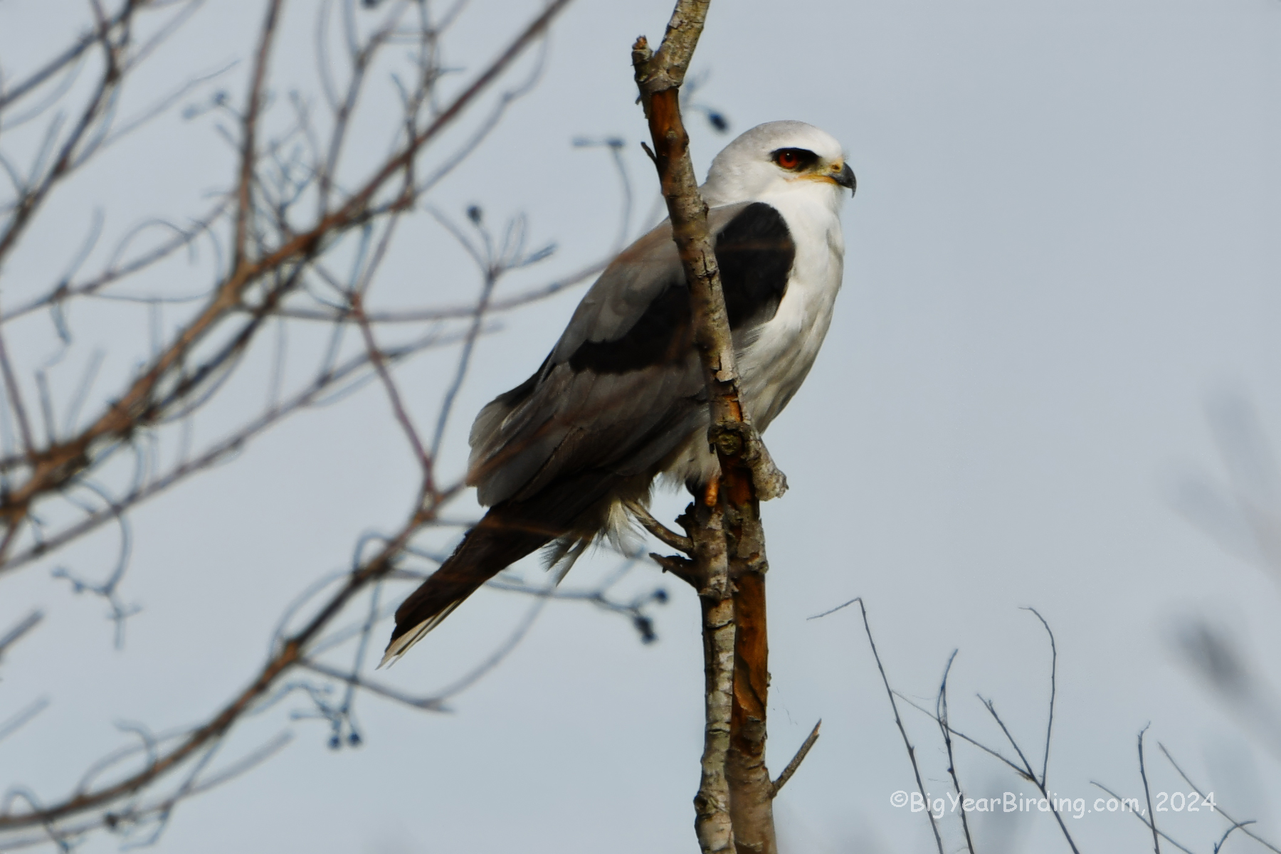 White-tailed Kite - Big Year Birding