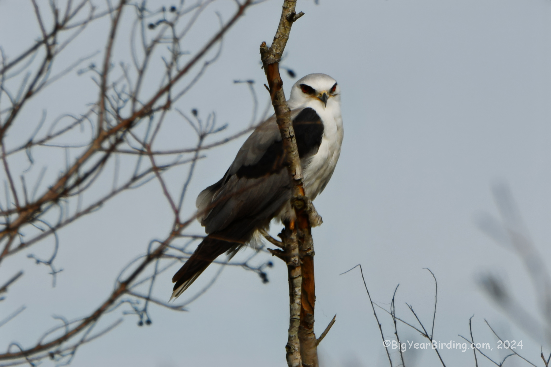White-tailed Kite - Big Year Birding