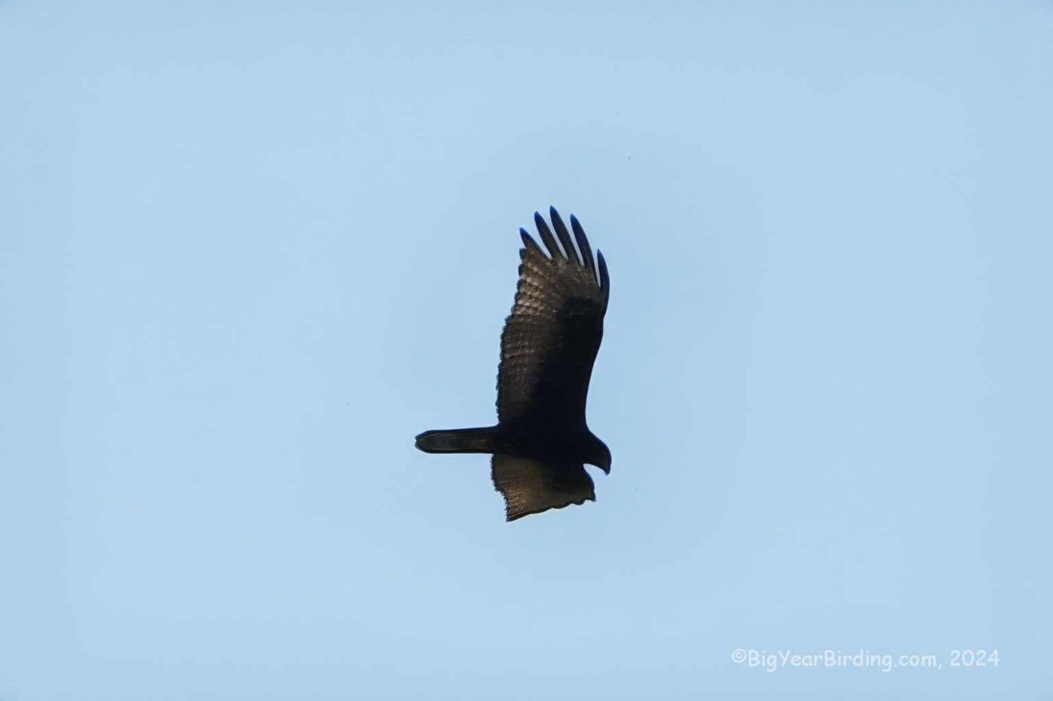 Zone-tailed Hawk - Big Year Birding