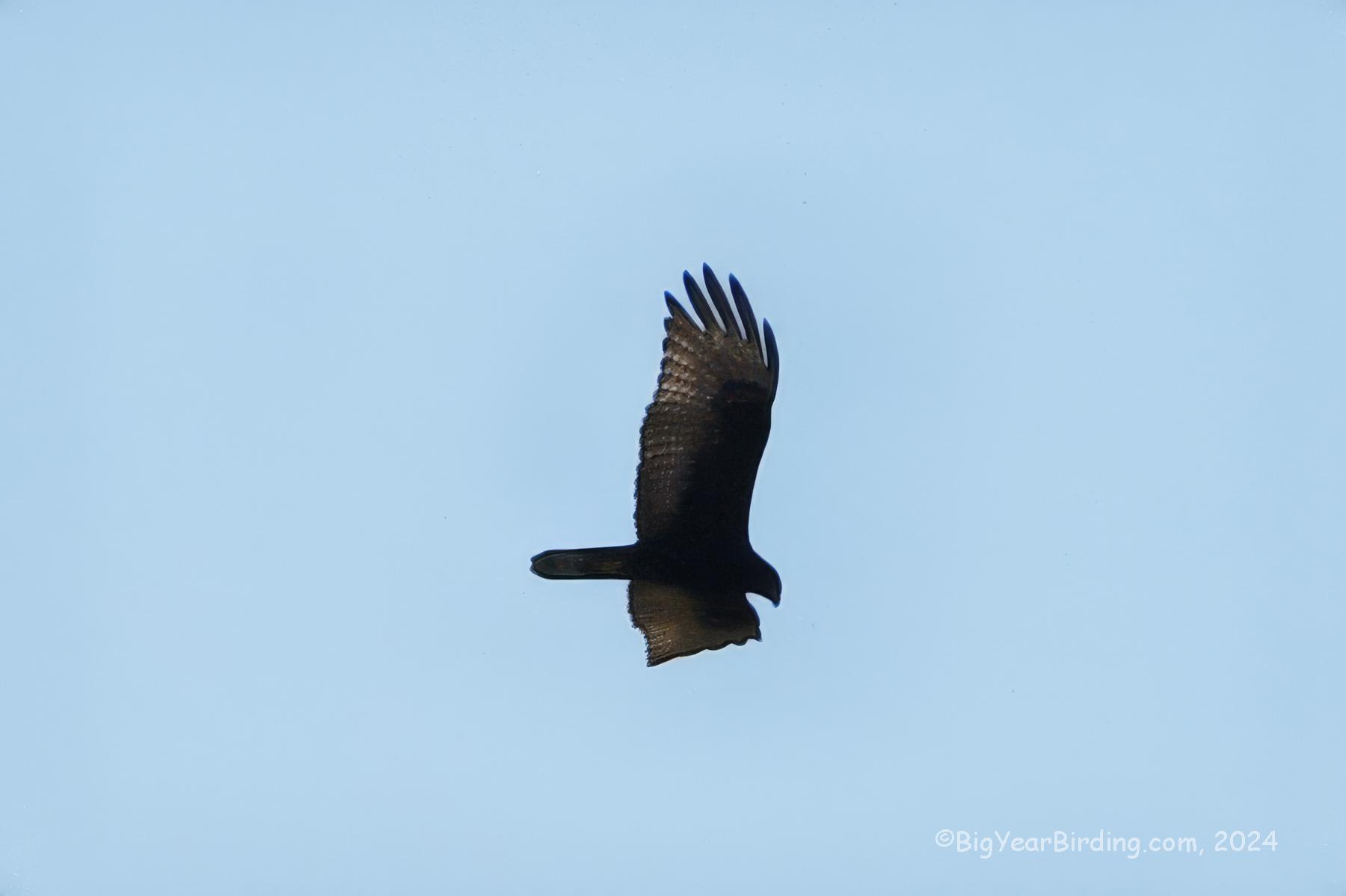 Zone-tailed Hawk - Big Year Birding